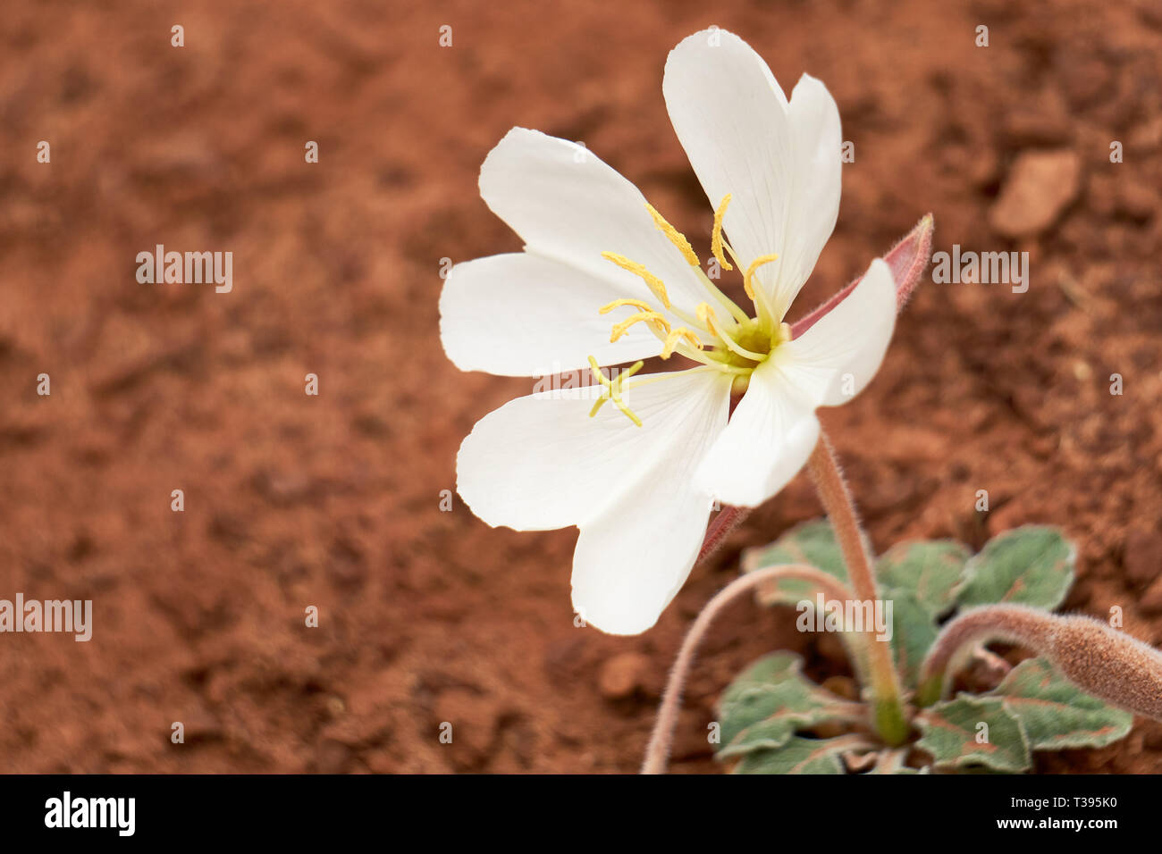 The white desert flower, Onagraceae Oenothera caespitosa, grows in the ...