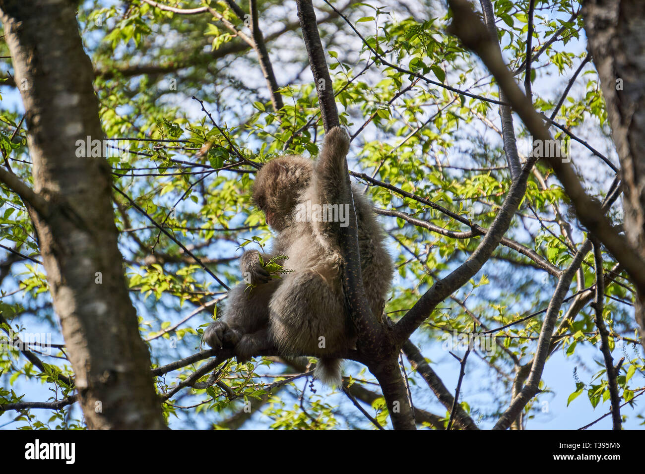 An adult Japanese macaque (Macaca fuscata) sits in a tree on a sunny ...
