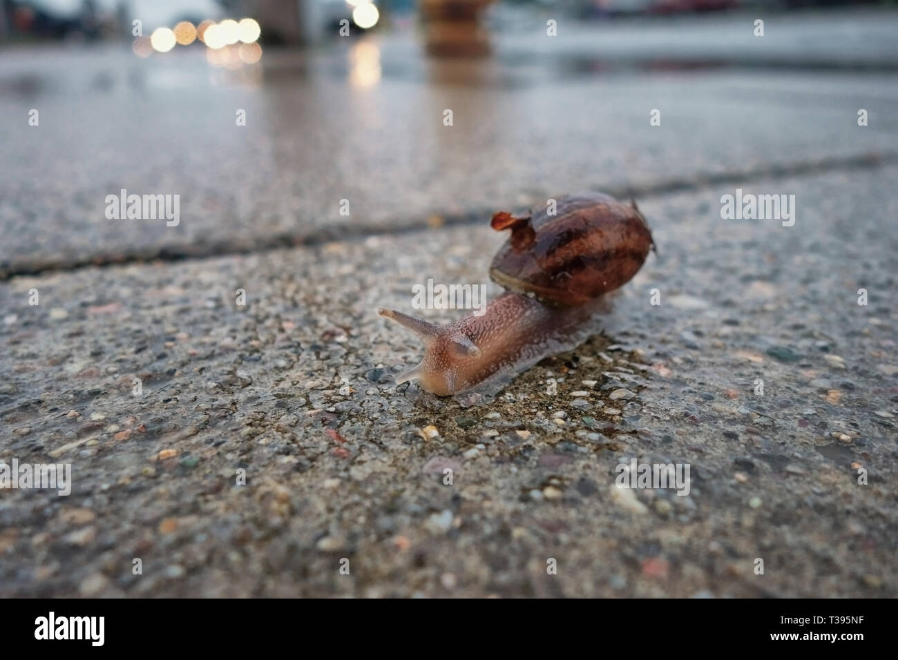 A speedy snail treks across a wet sidewalk ahead of oncoming cars Stock ...
