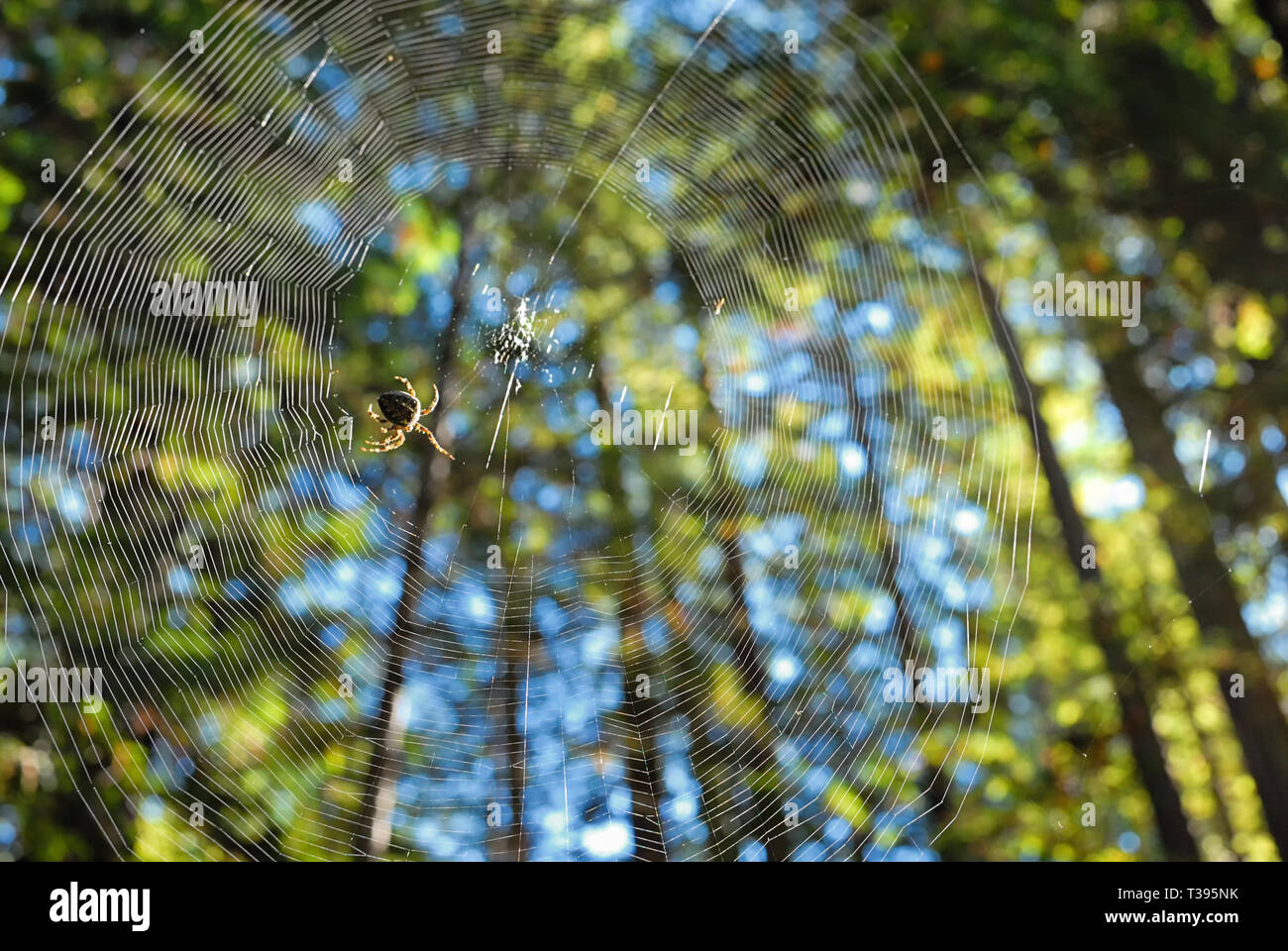 A spider in its web with the forest in the background Stock Photo - Alamy
