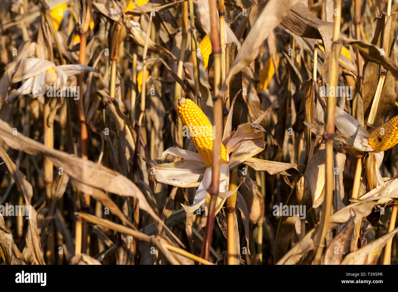 Damaged corn cob hi-res stock photography and images - Alamy