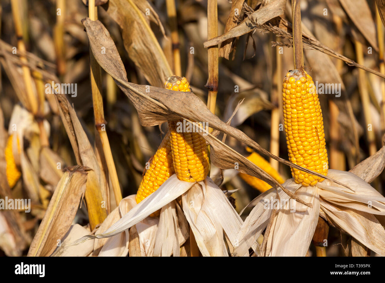 Damaged corn cob hi-res stock photography and images - Alamy