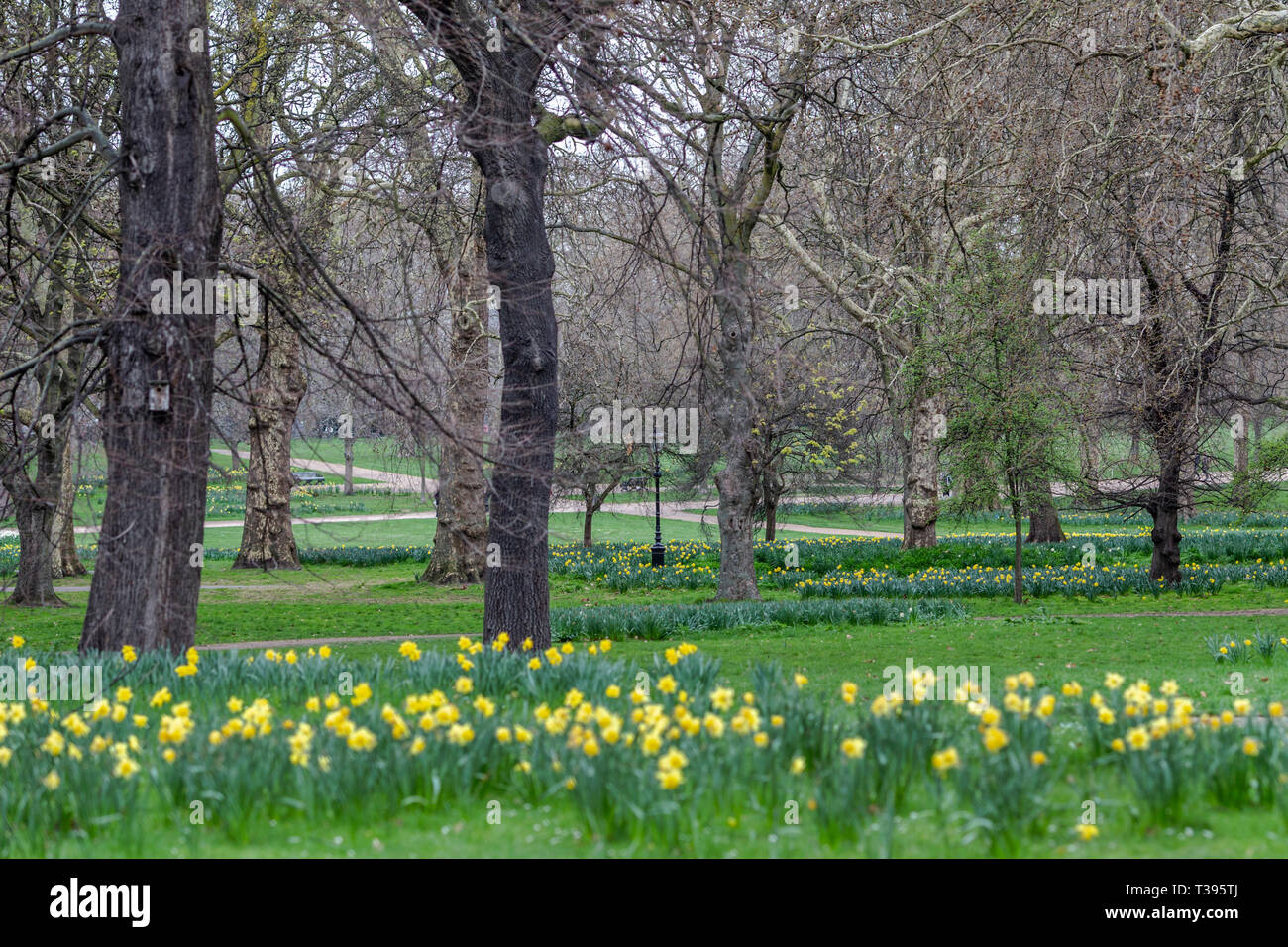 Spring trees london hi-res stock photography and images - Alamy