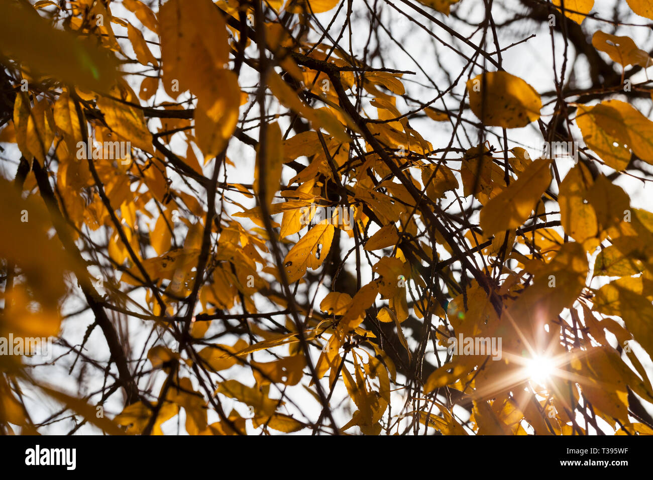 The orange sun shining through the foliage of trees of yellow and ...