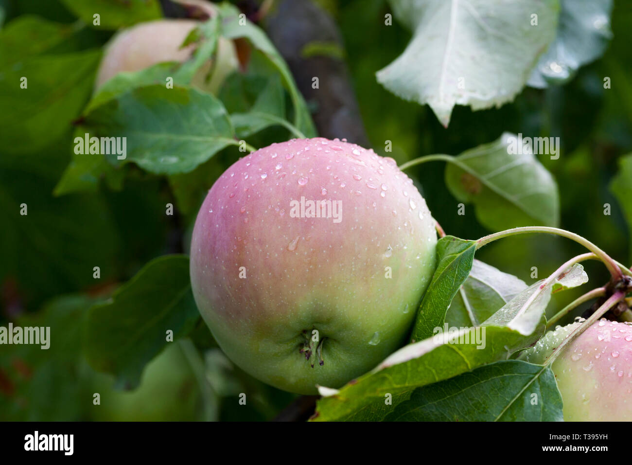 Hanging on the branches of a red-green apple with drops of water from ...