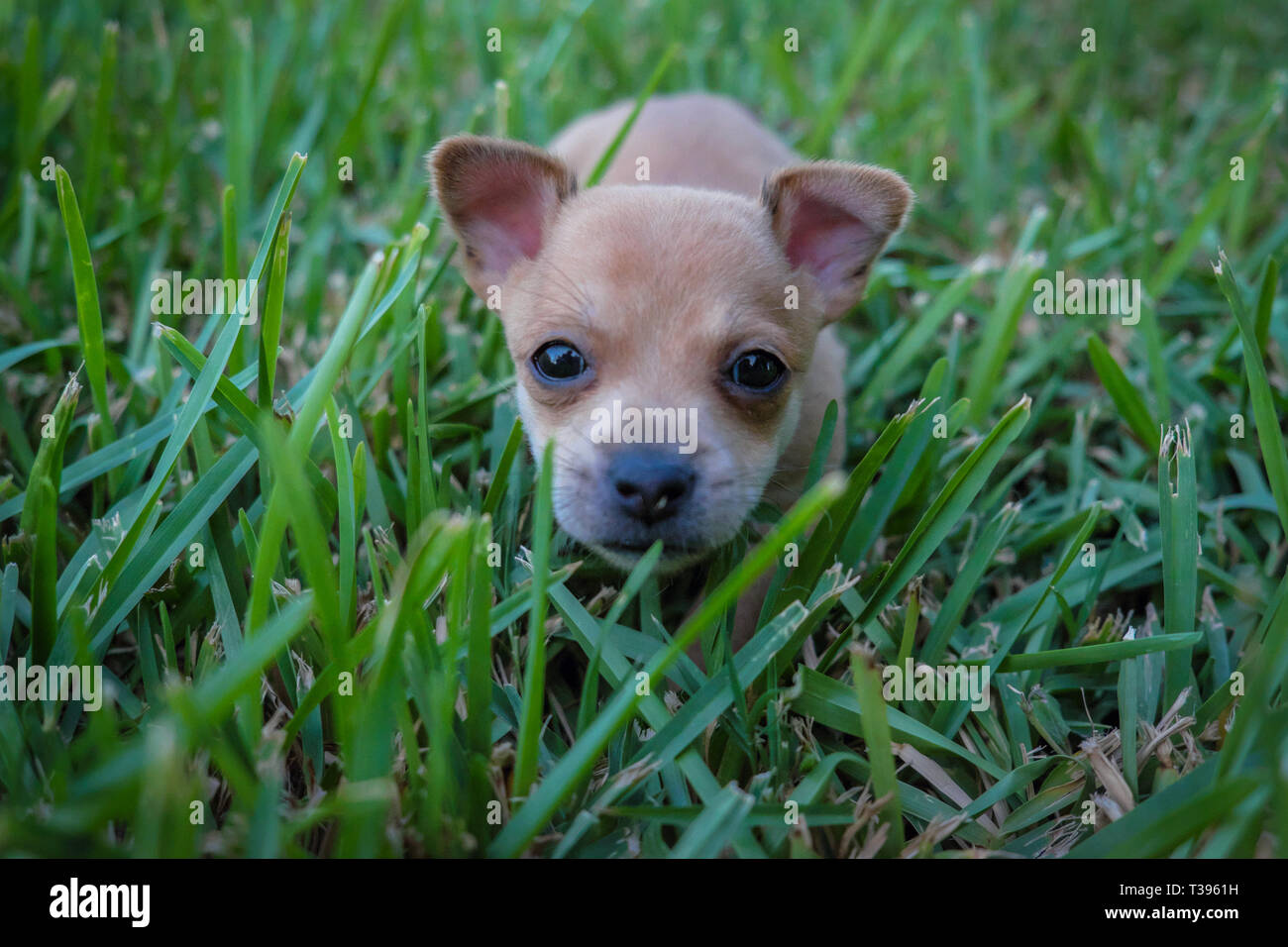 Tiny puppy hi-res stock photography and images - Alamy