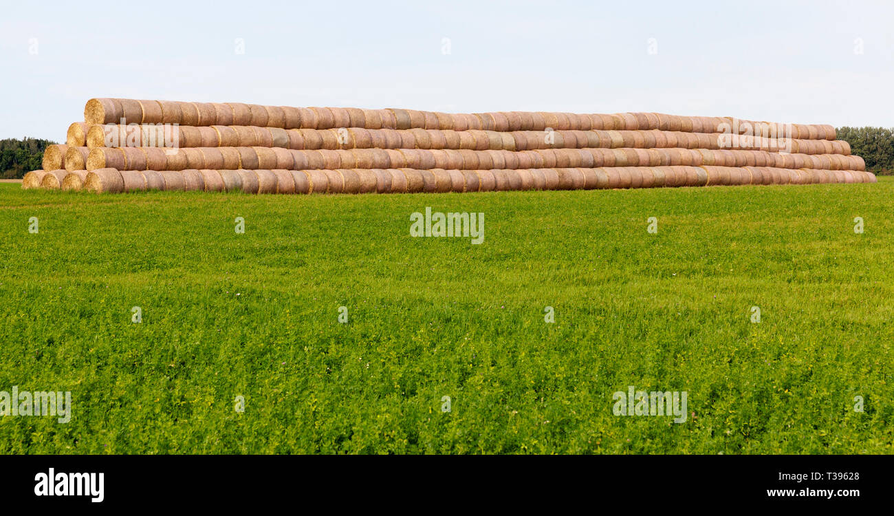 A large number of cylindrical stacks lying on the field are combined ...