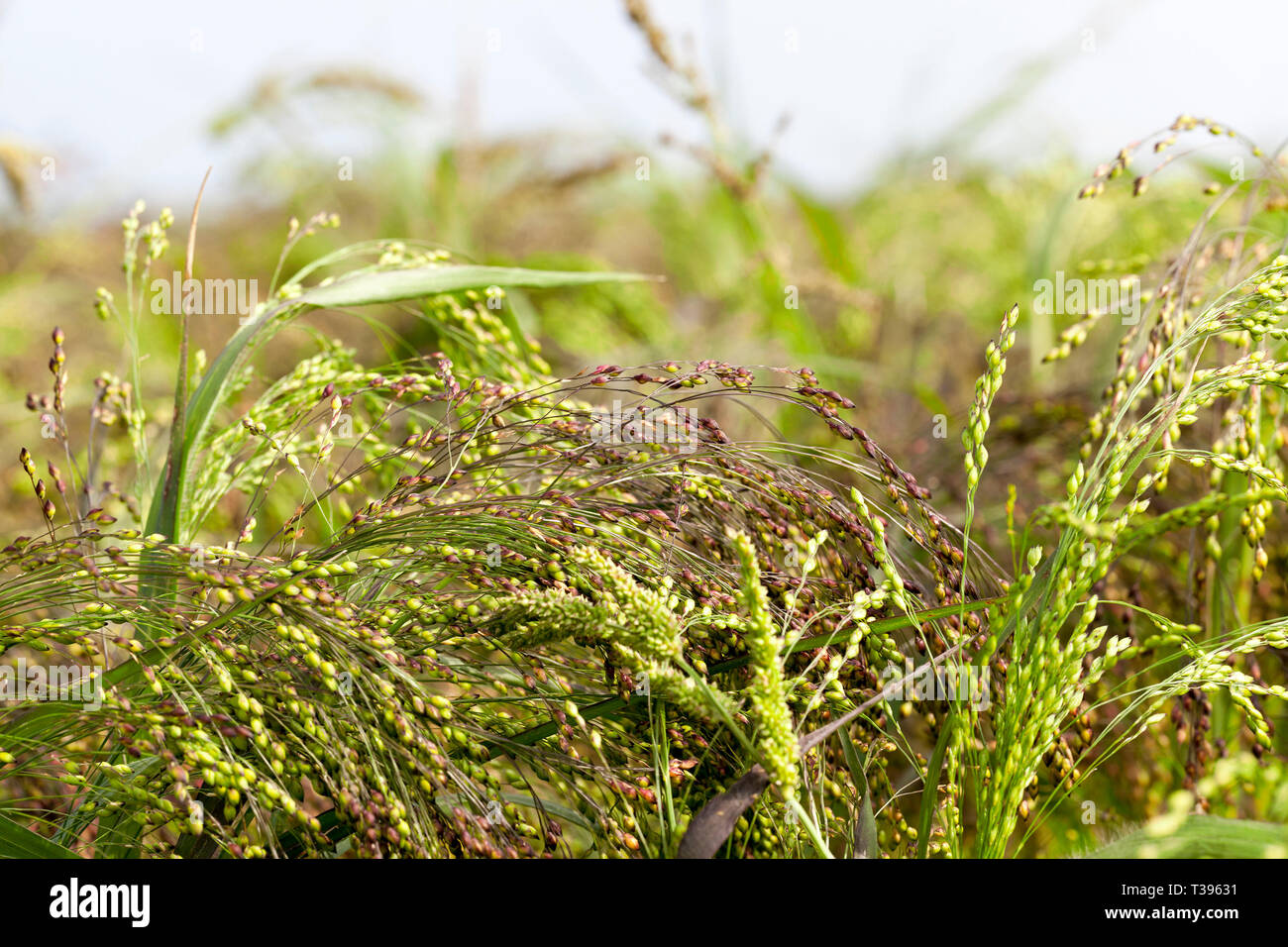 agricultural field on which the crop of the products necessary for a ...