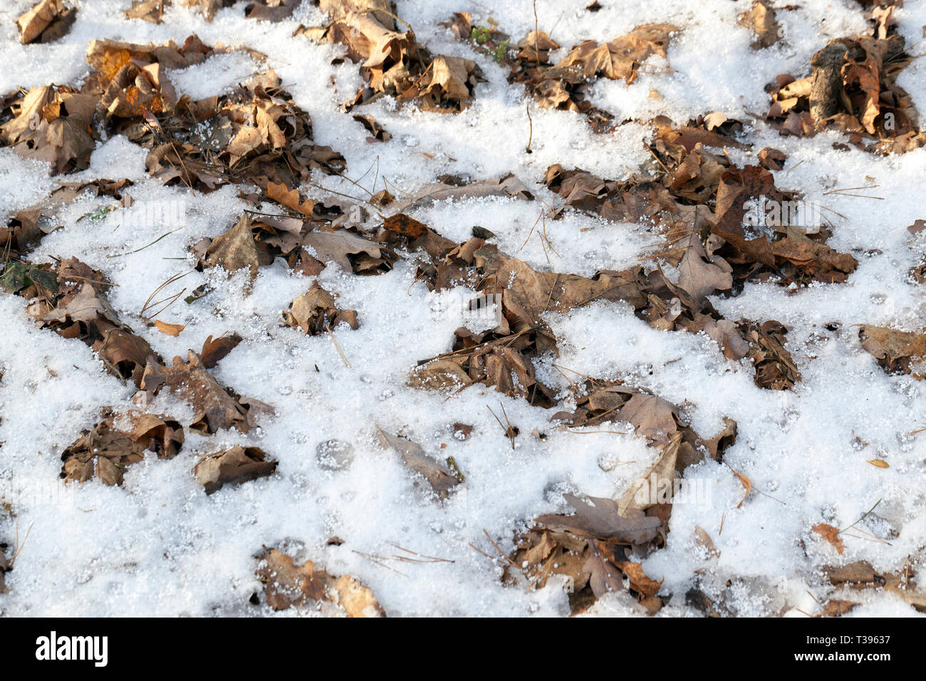 snow photographed in the winter season, which appeared after a snowfall ...
