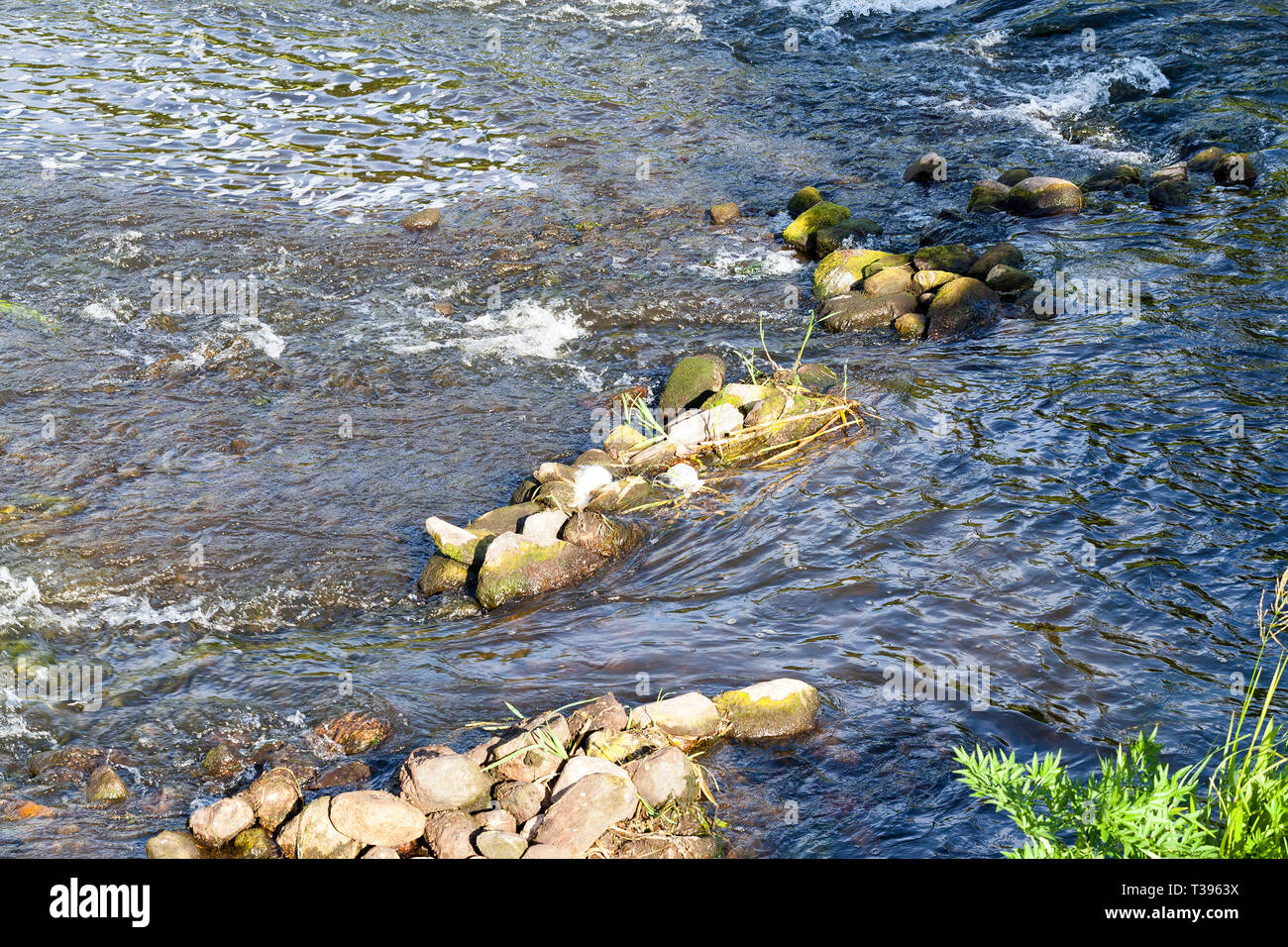 photo of a small lake made close-up. The water is dirty Stock Photo - Alamy