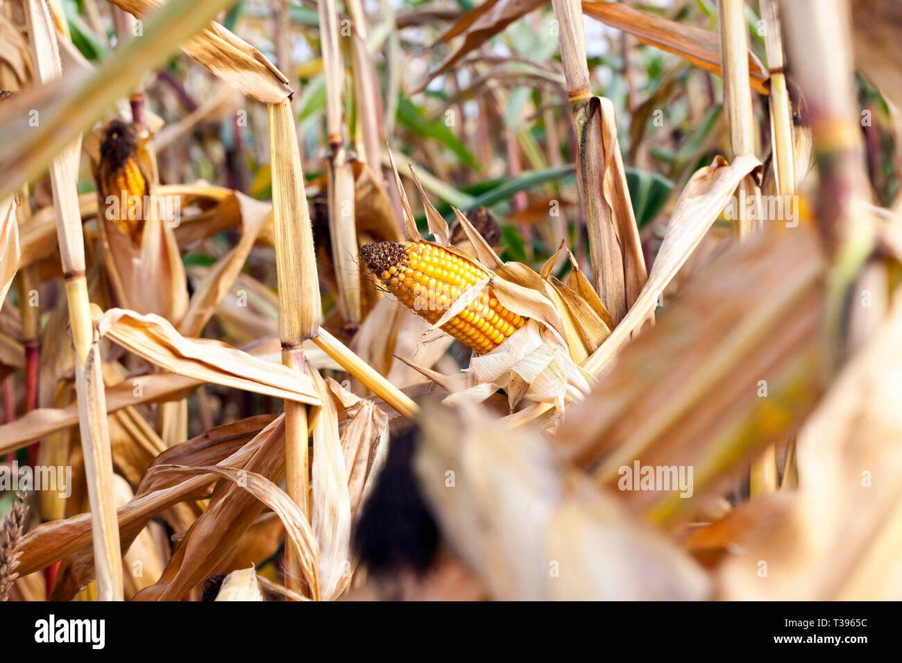small agricultural field where maize is grown. Autumn season, the corn ...