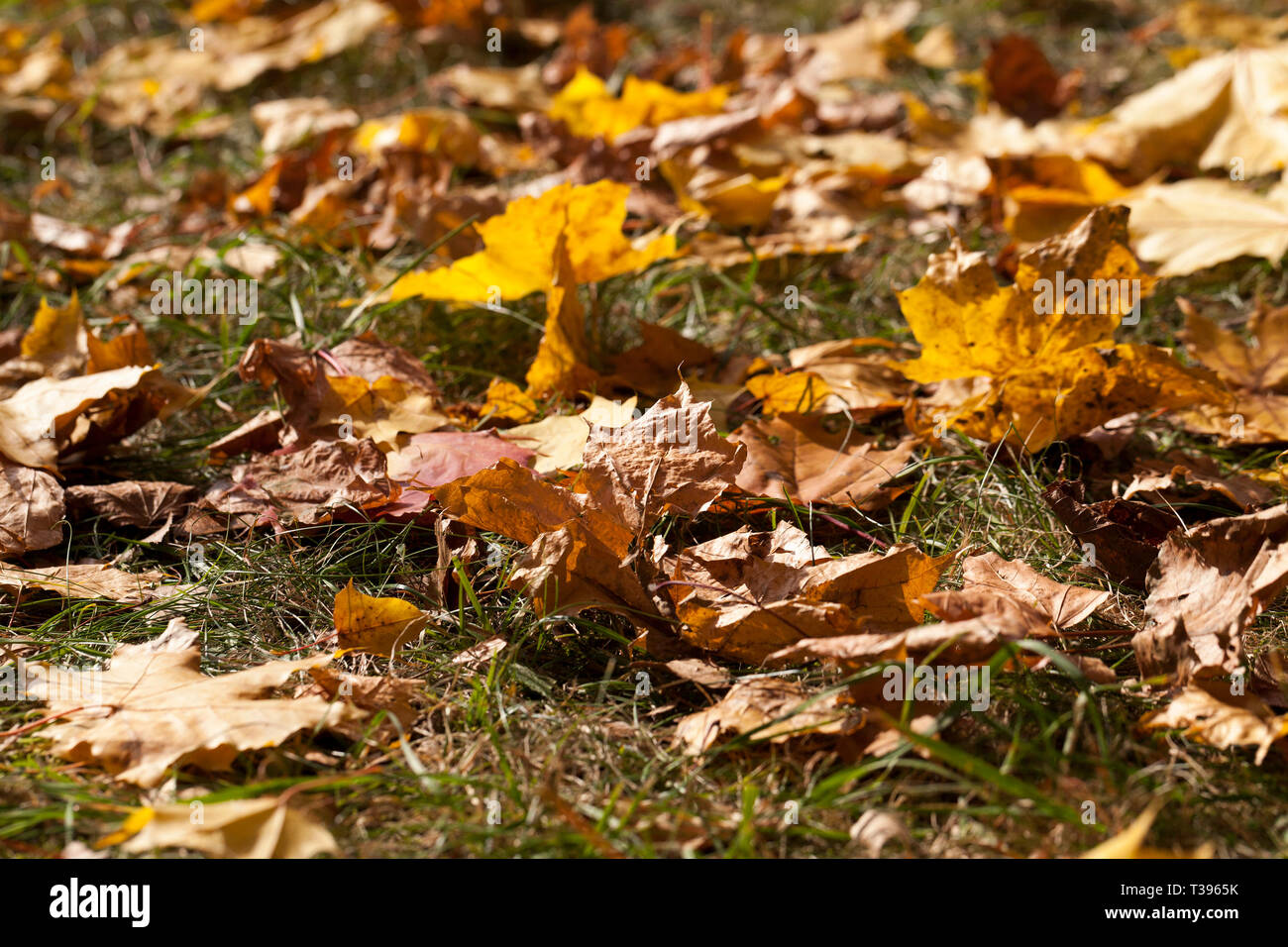 yellow foliage of maple during leaf fall. Autumn season Stock Photo - Alamy