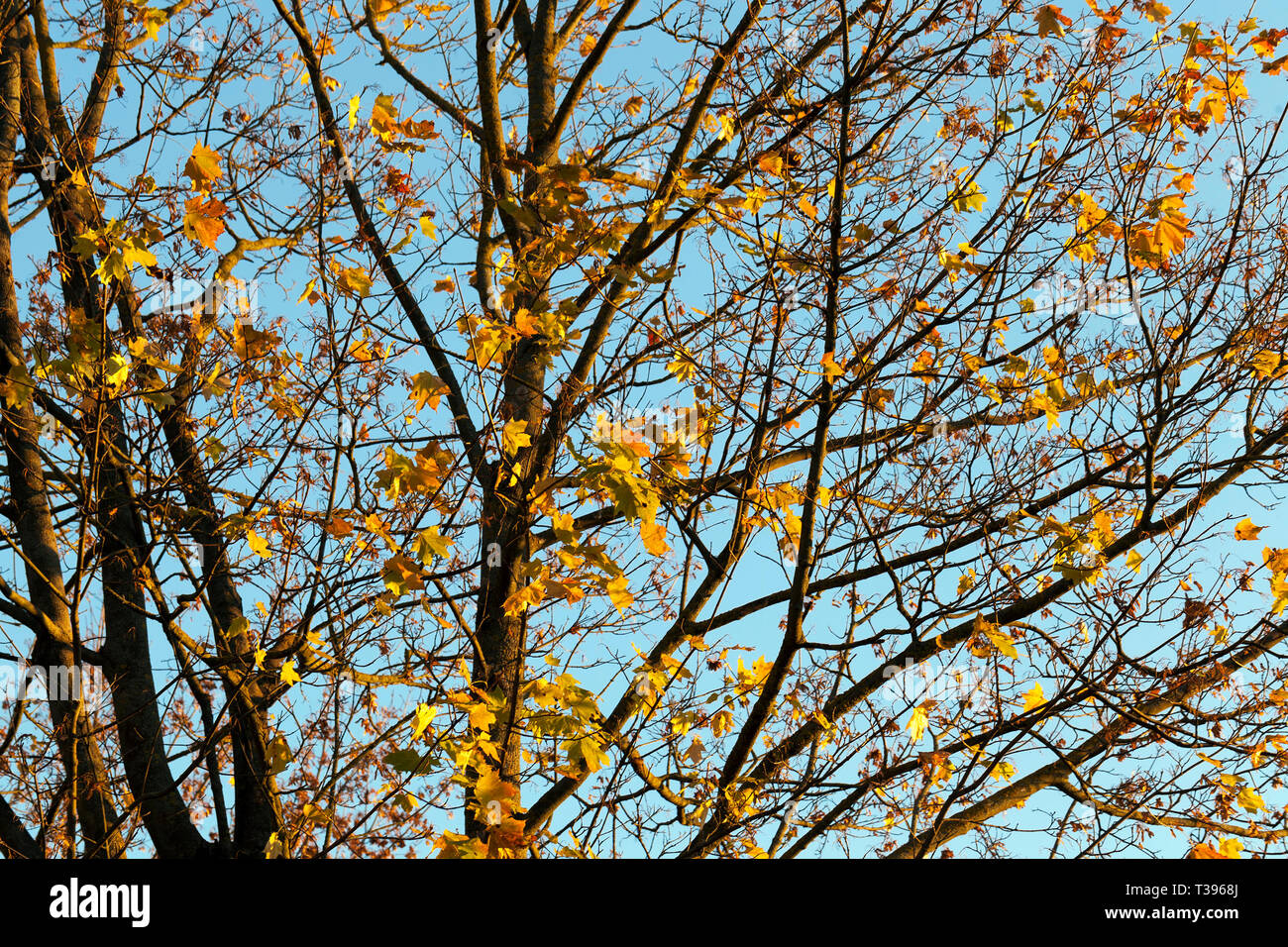 maple tree in the autumn season. On the branches yellowed and yellow foliage Stock Photo - Alamy