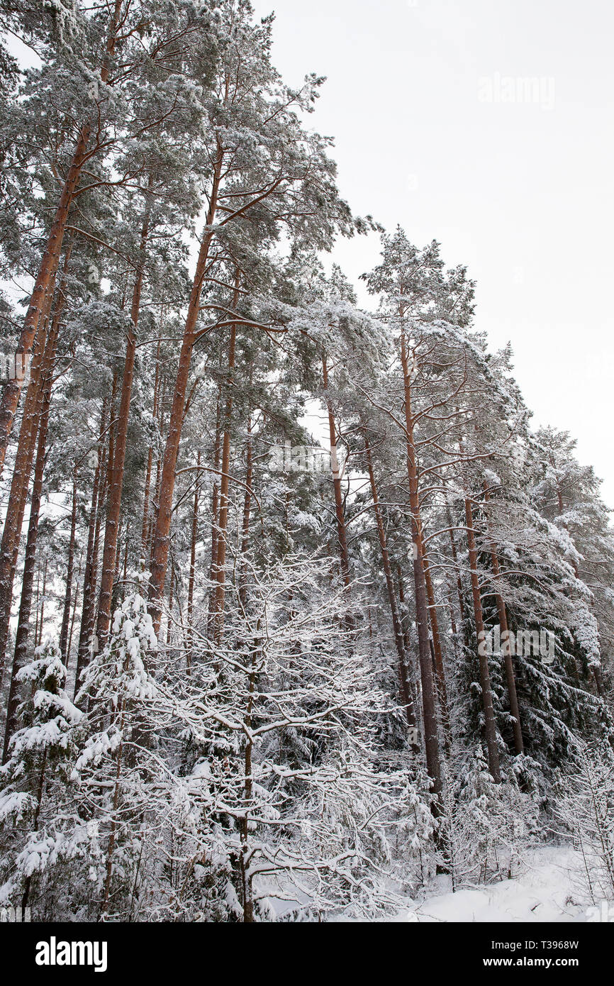 tall old pine trees growing in the forest in the winter season. The ...