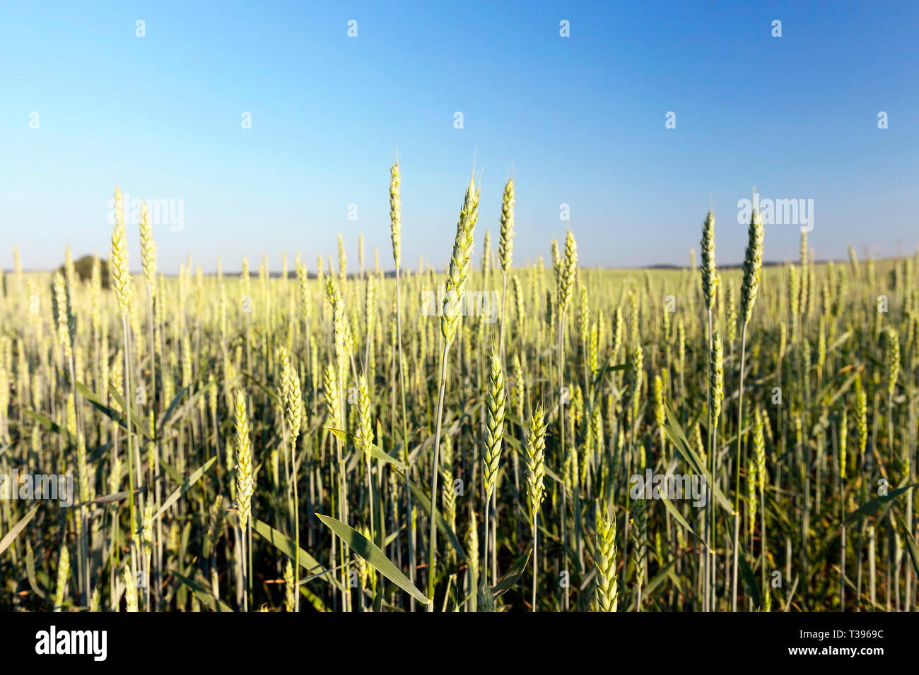 growing on agricultural field immature green rye ears. Photo landscape ...
