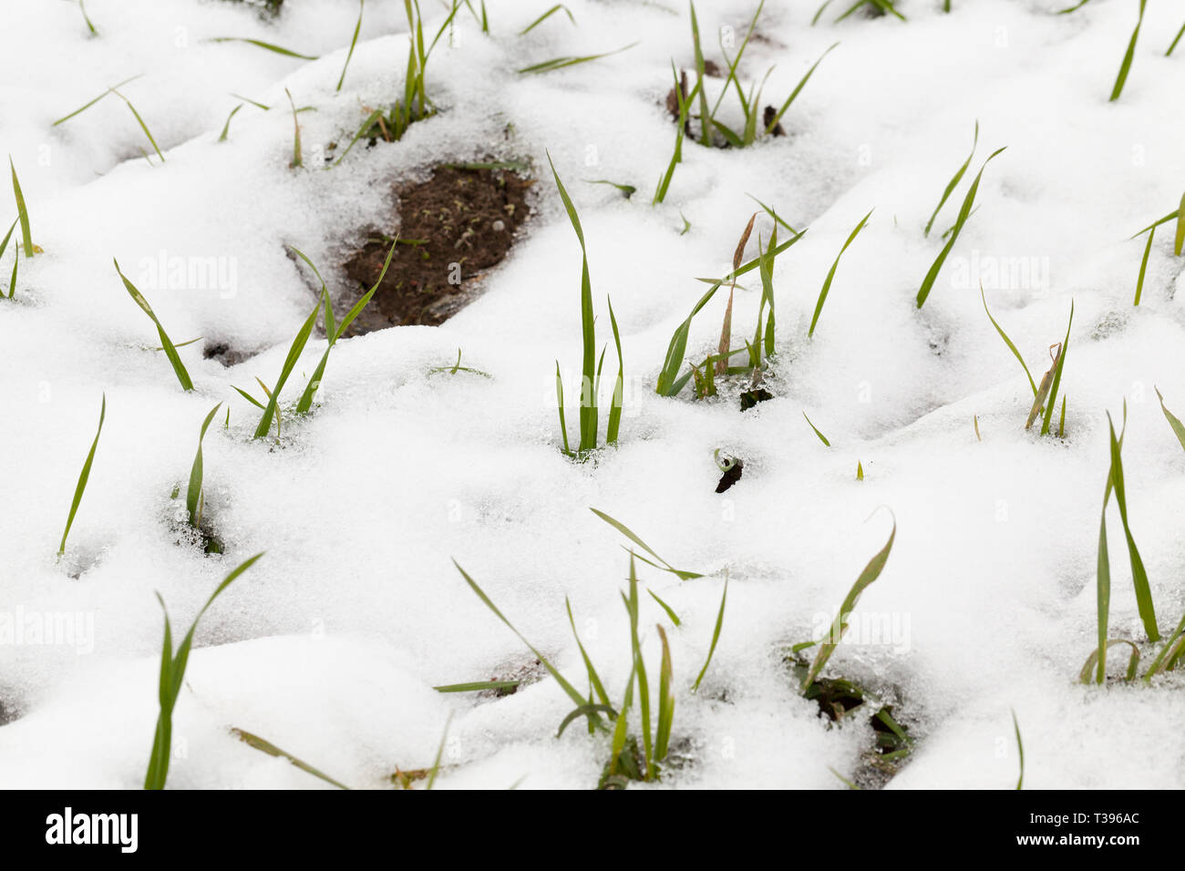 snow photographed in the winter season, which appeared after a snowfall ...