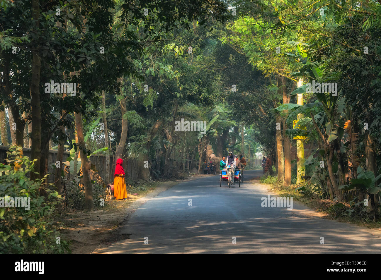 Road flanked by trees in the countryside, Bogra District, Rajshahi ...
