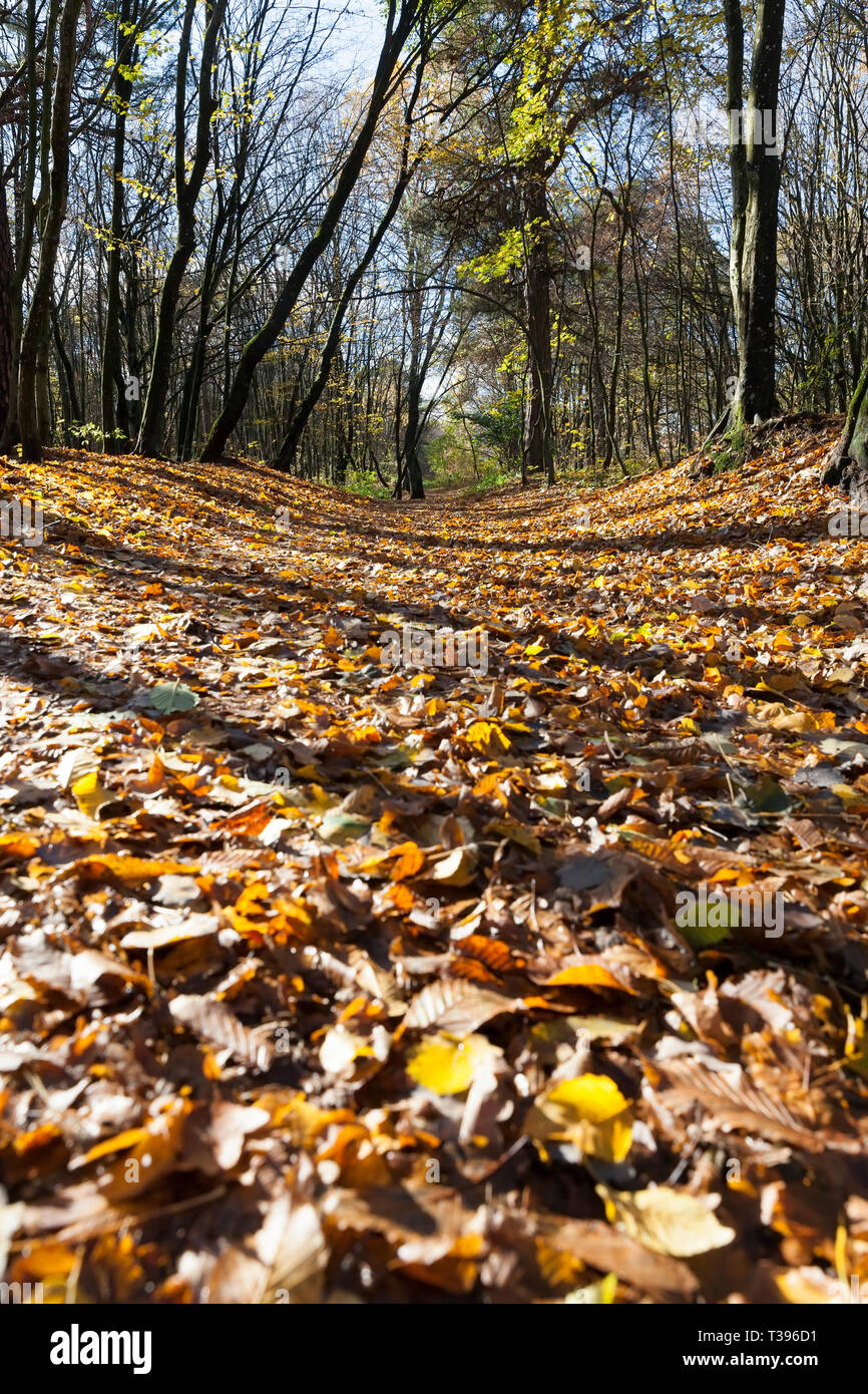 Tall autumn Trees in a maple forest without foliage in the middle or ...
