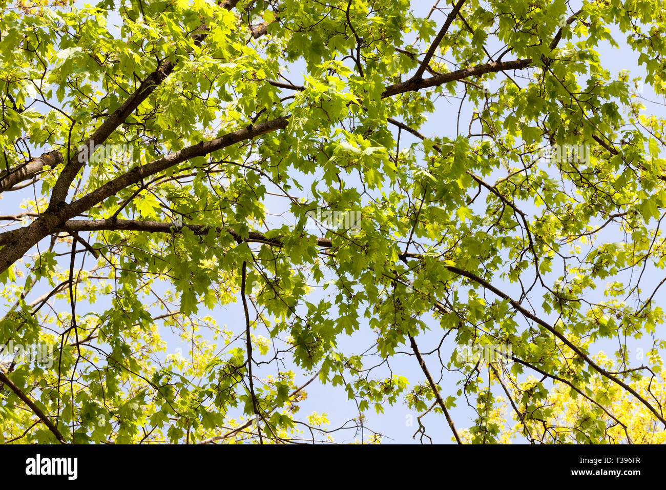 Observation floral hi-res stock photography and images - Alamy