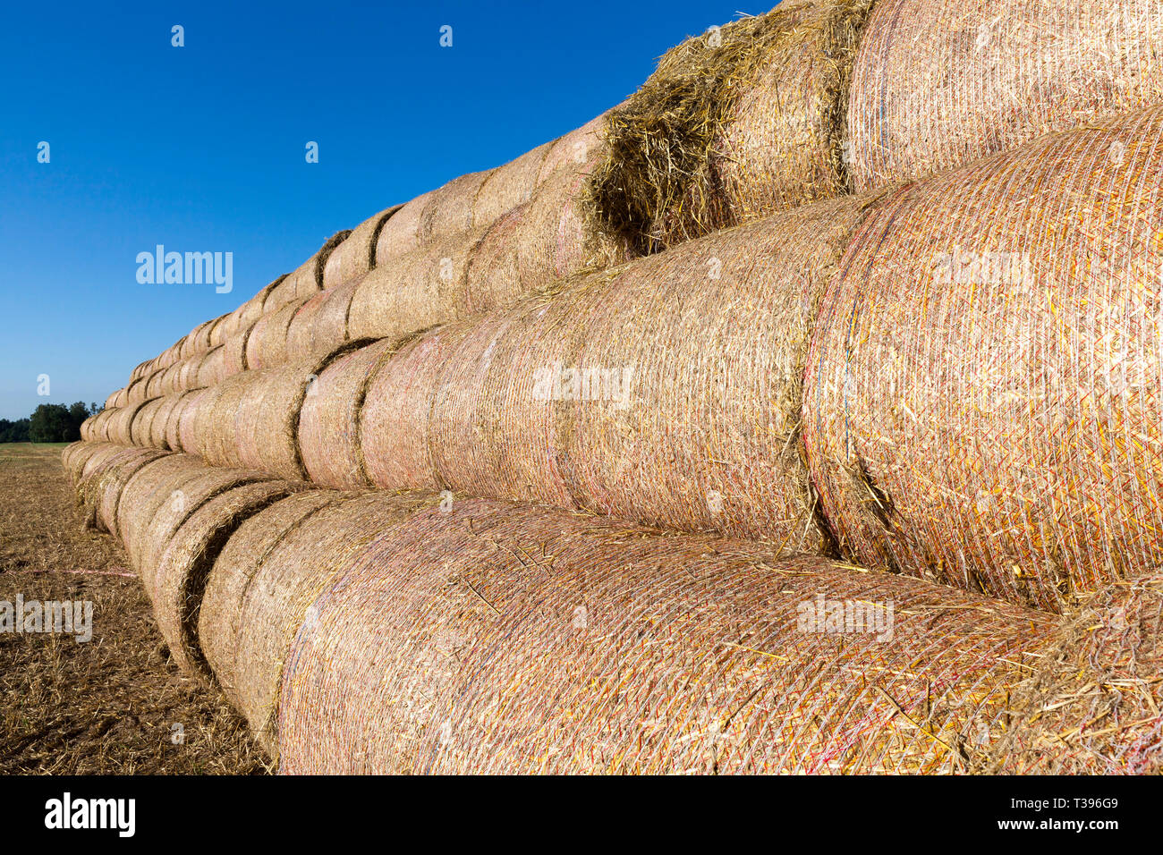 A pyramid of harvested straw stacks on an agricultural field in the ...