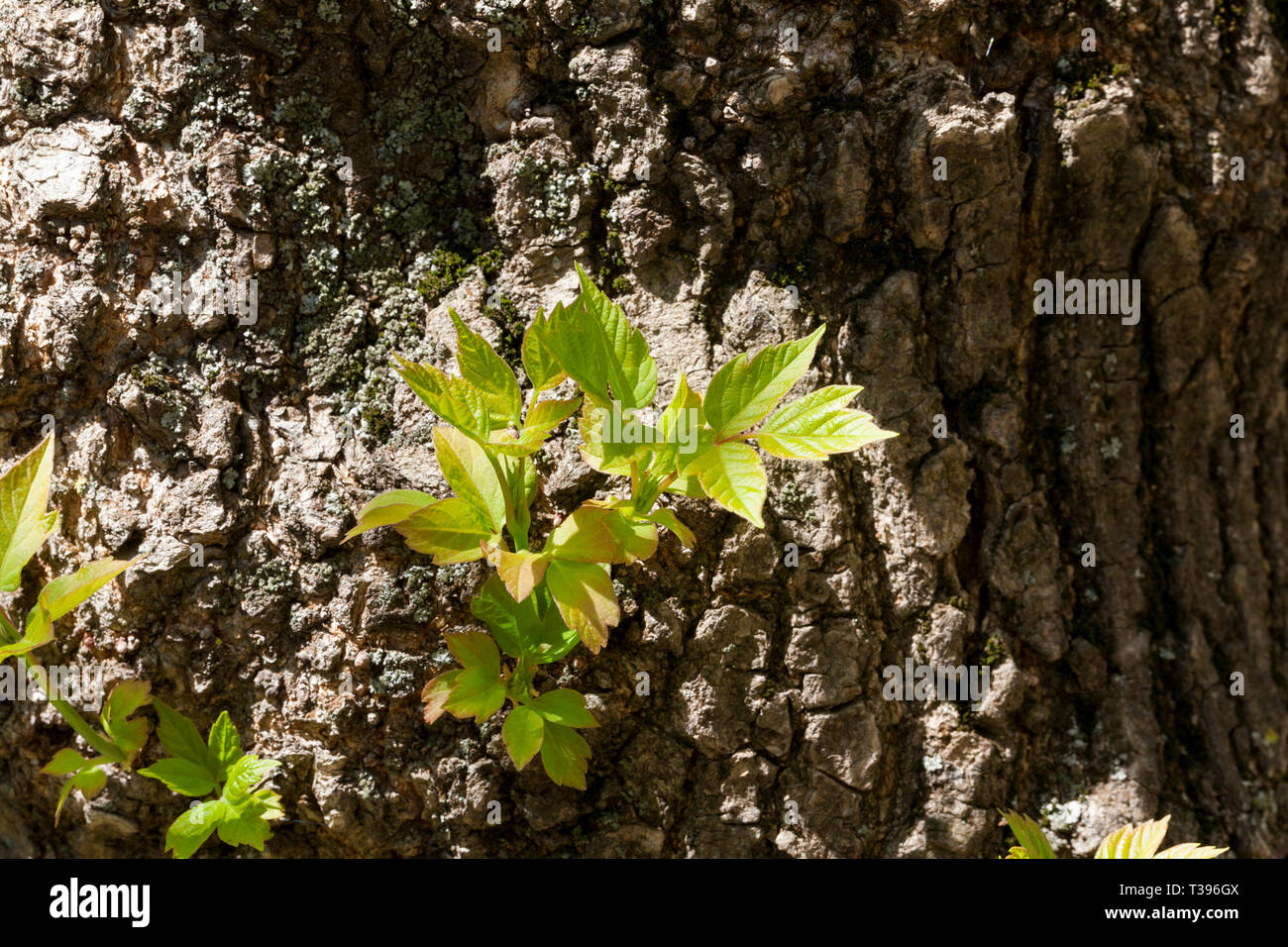 A new sprout sprouting through a tree trunk with green leaves in spring ...