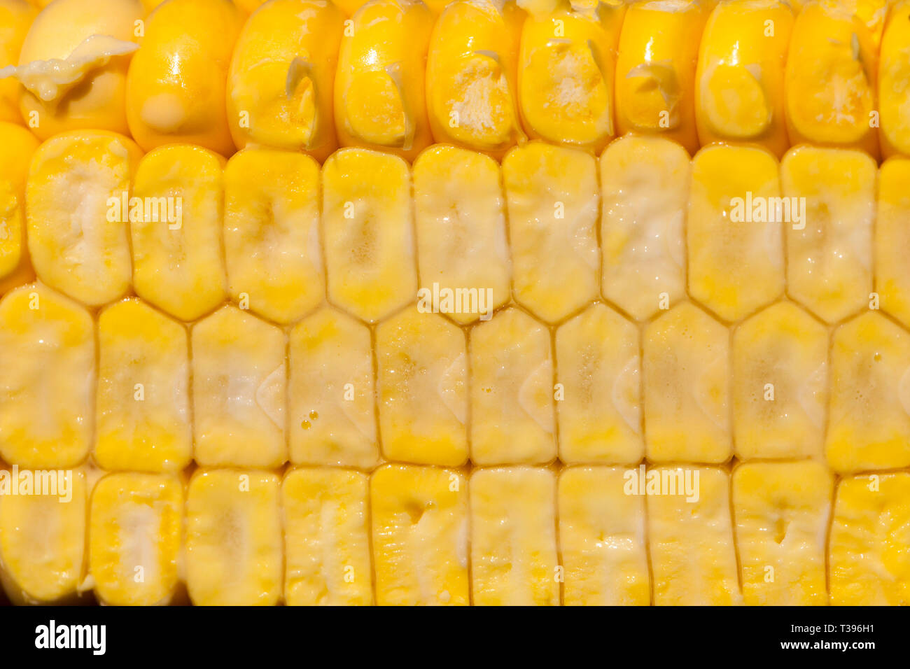 Cut grains on the cob of ripe corn kernels that are still soft and not ...