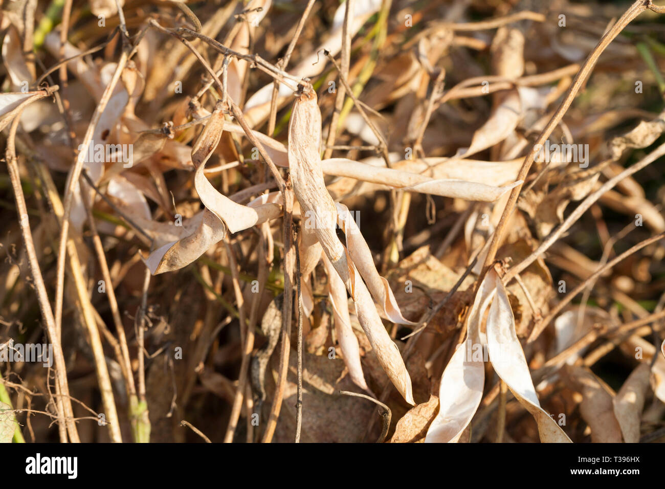 Bean stalks hi-res stock photography and images - Alamy