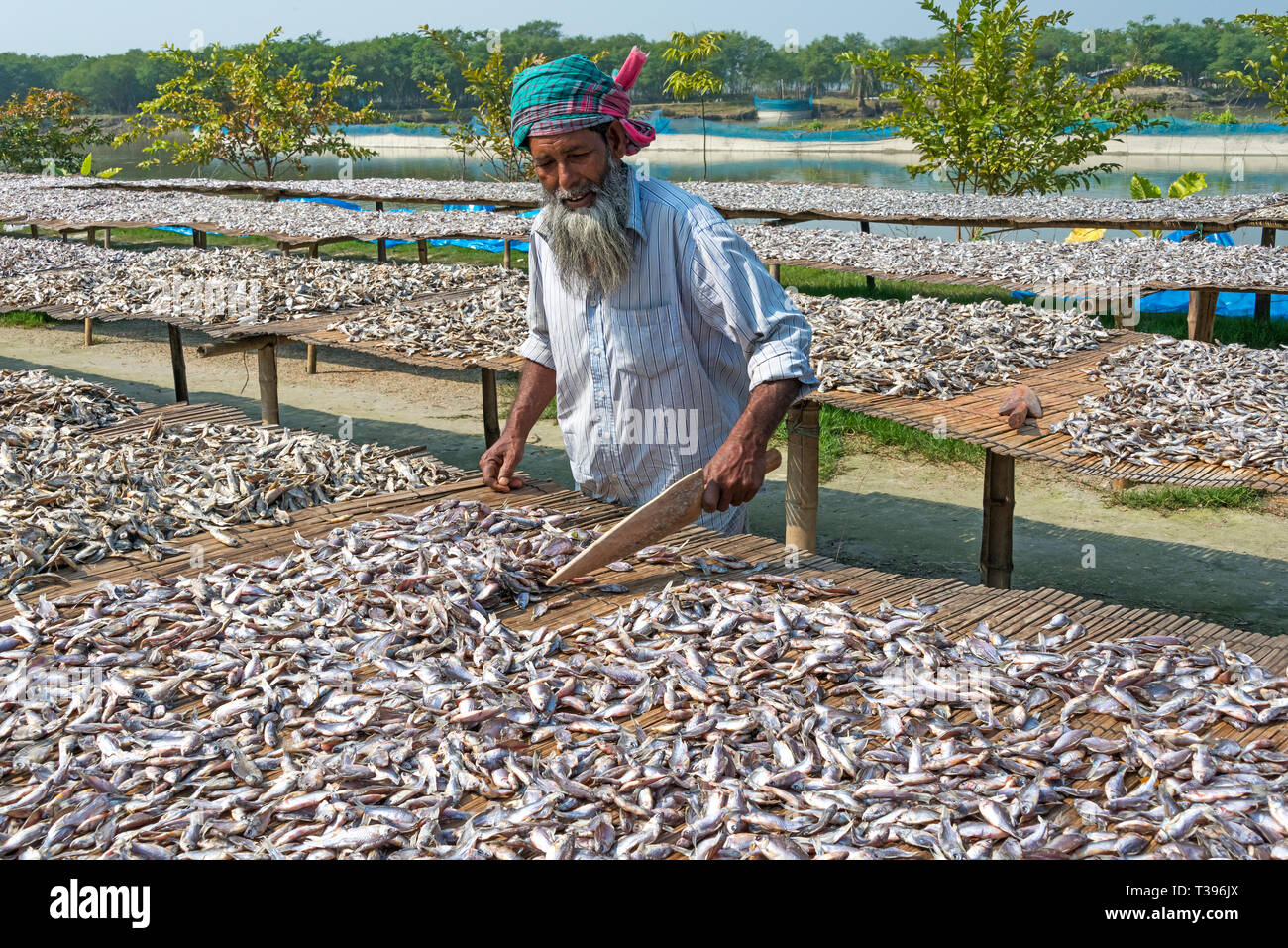 Fish of bangladesh hi-res stock photography and images - Alamy