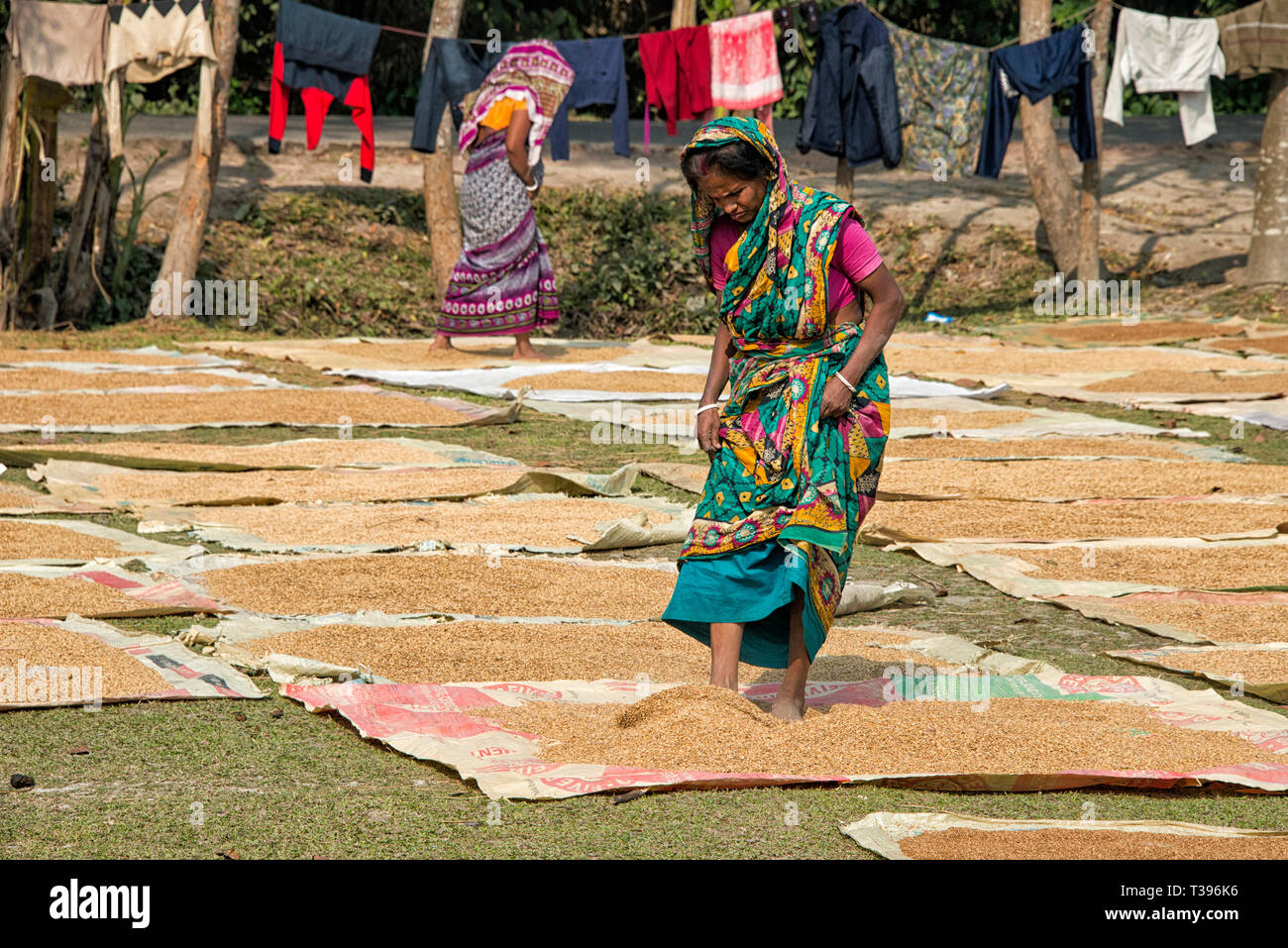 Rice drying hi-res stock photography and images - Alamy