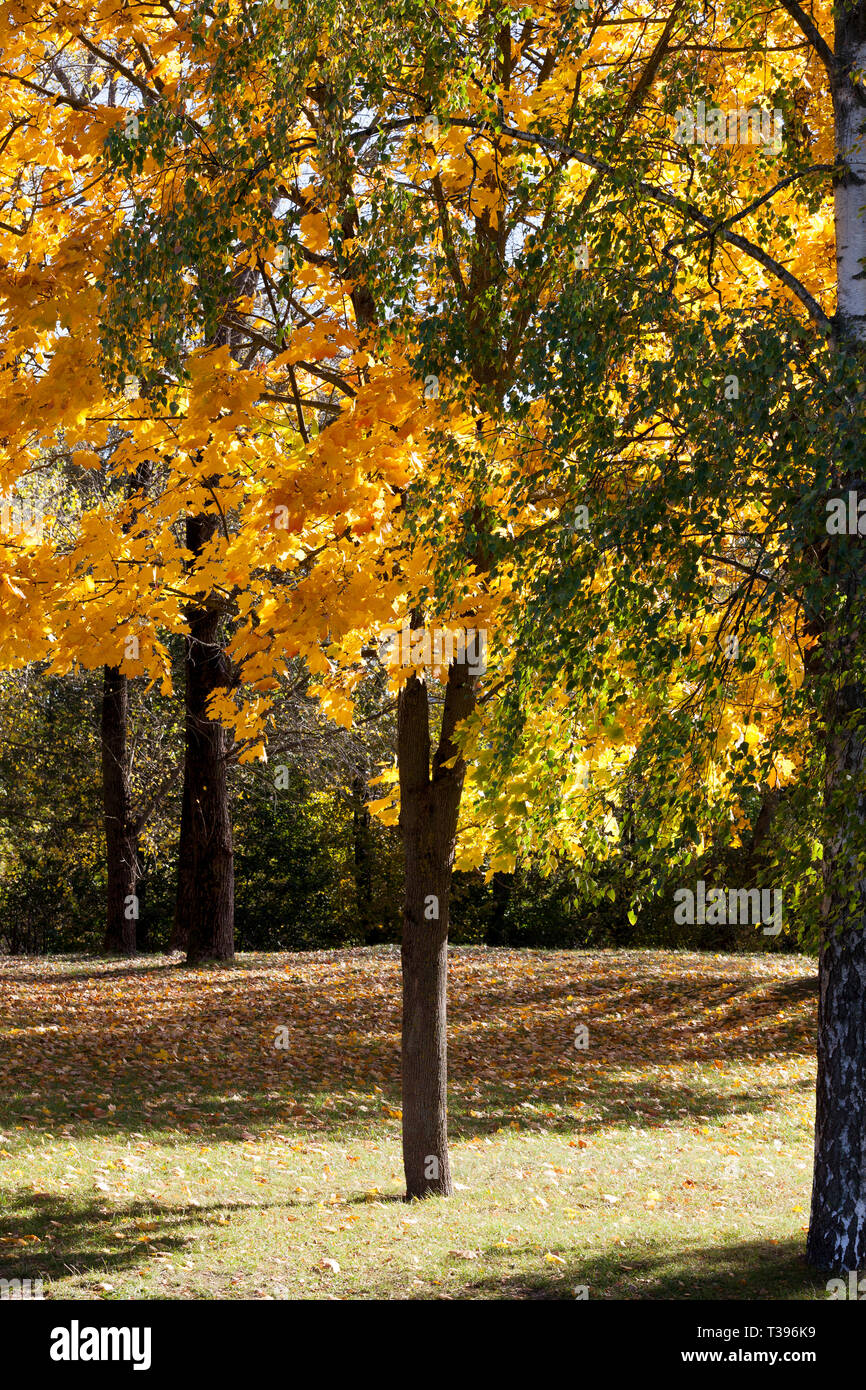 Orange foliage of maple and other deciduous trees in early autumn ...
