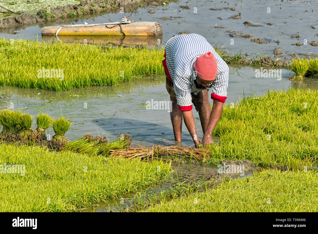 Bangladesh rice field hi-res stock photography and images - Alamy
