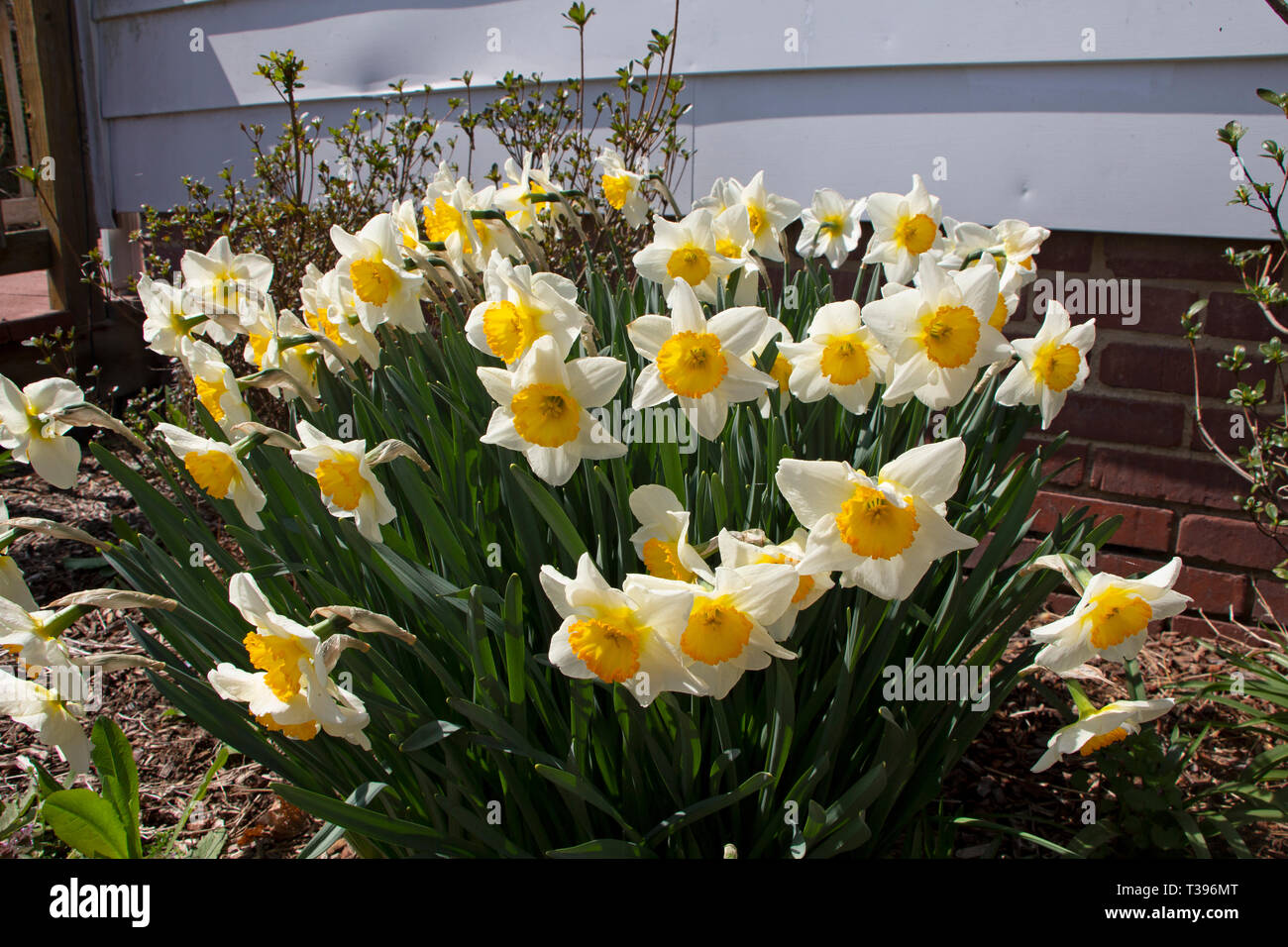 Daffodils in Spring Stock Photo - Alamy