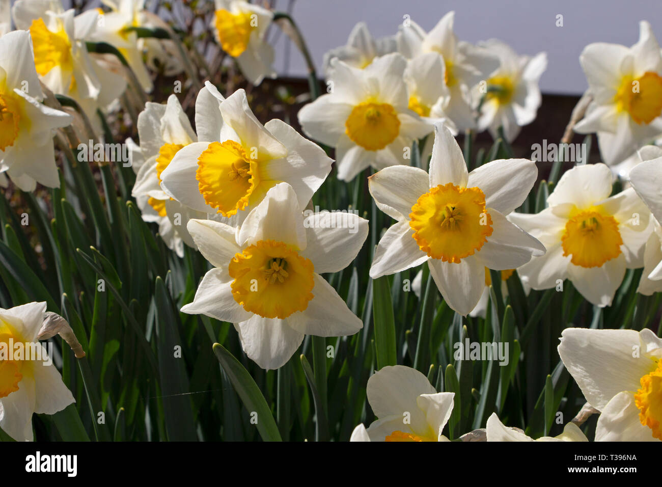 Bushes daffodils hi-res stock photography and images - Alamy