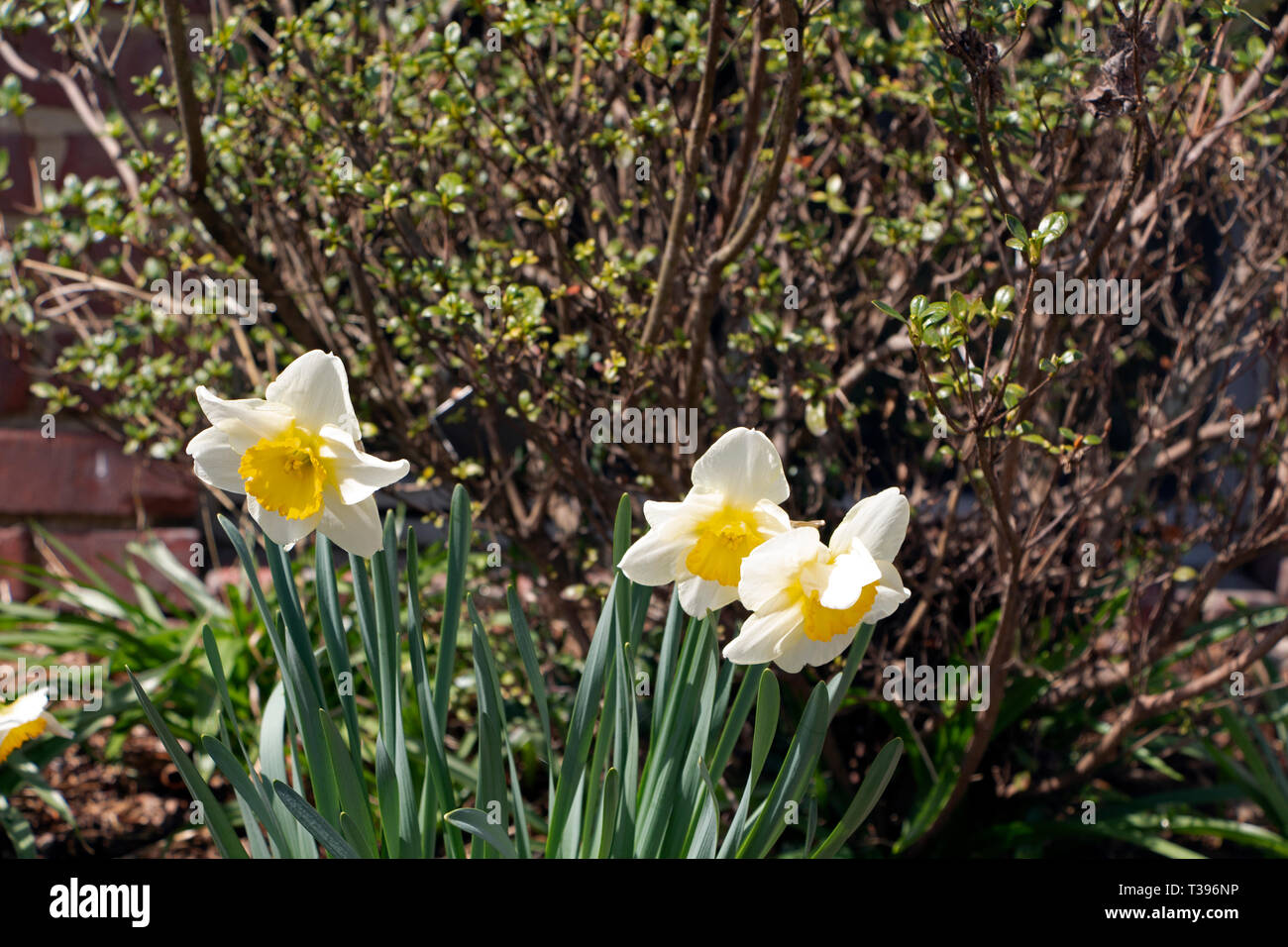 Daffodils in Spring Stock Photo - Alamy
