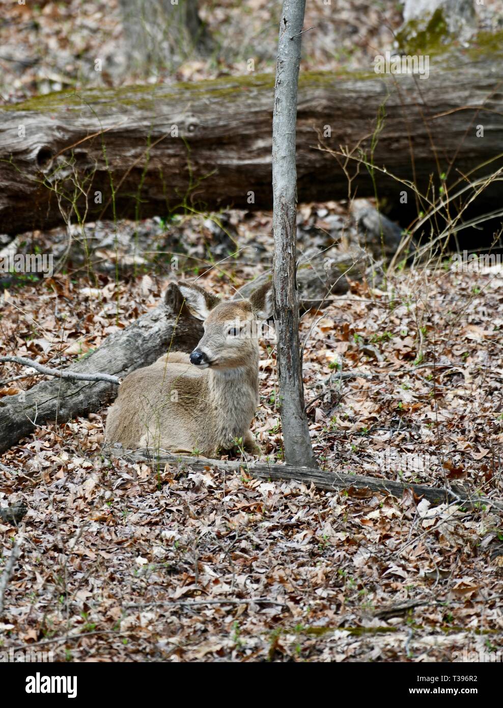 White-tailed deer (Odocoileus virginianus) bedded down on the forest ...