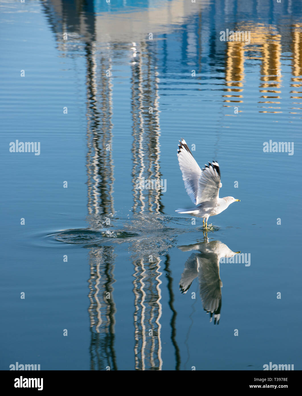 Ring-billed gull landing on lake, leaving clear ripples on the surface ...