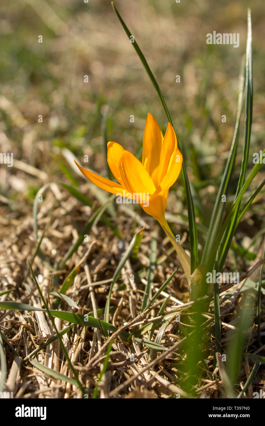 Yellow crocus in full blossom grow in the field. Close up Stock Photo ...