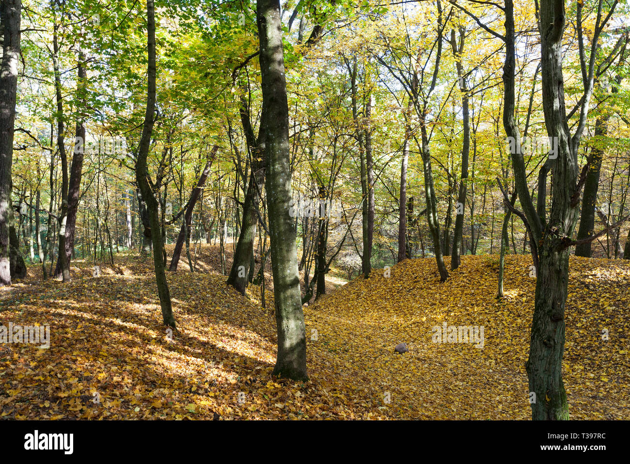 Beautiful deciduous trees in the autumn season during the fall of the ...