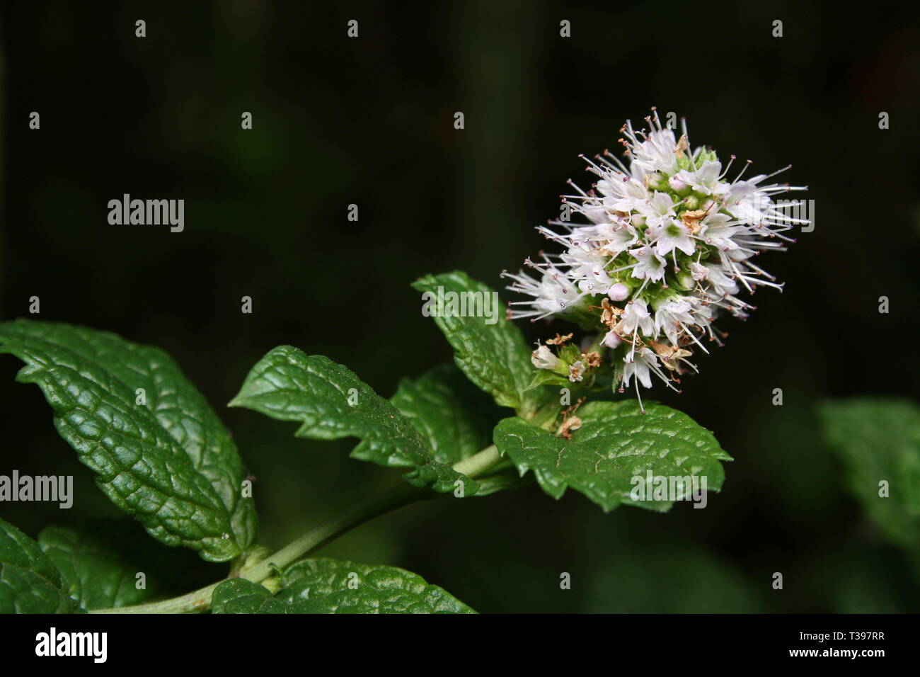 Common Mint Flower Head Stock Photo - Alamy