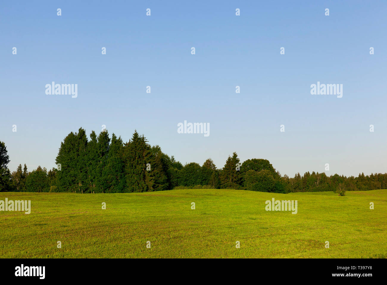 hilly area on an agricultural field with green grass, in the background ...