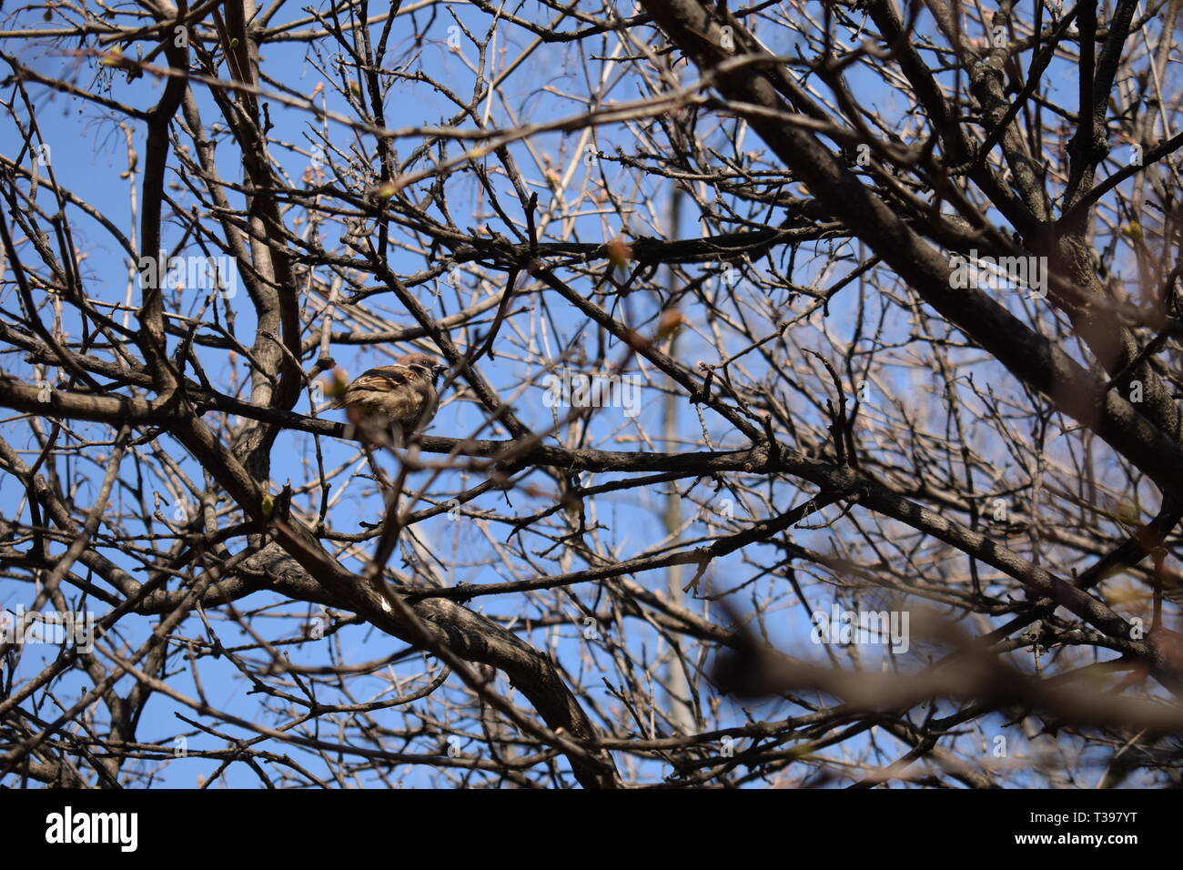 Thick branch branches hi-res stock photography and images - Alamy