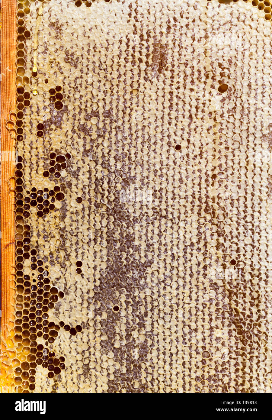 photographed close-up honeycombs with honey, visible wooden structure ...