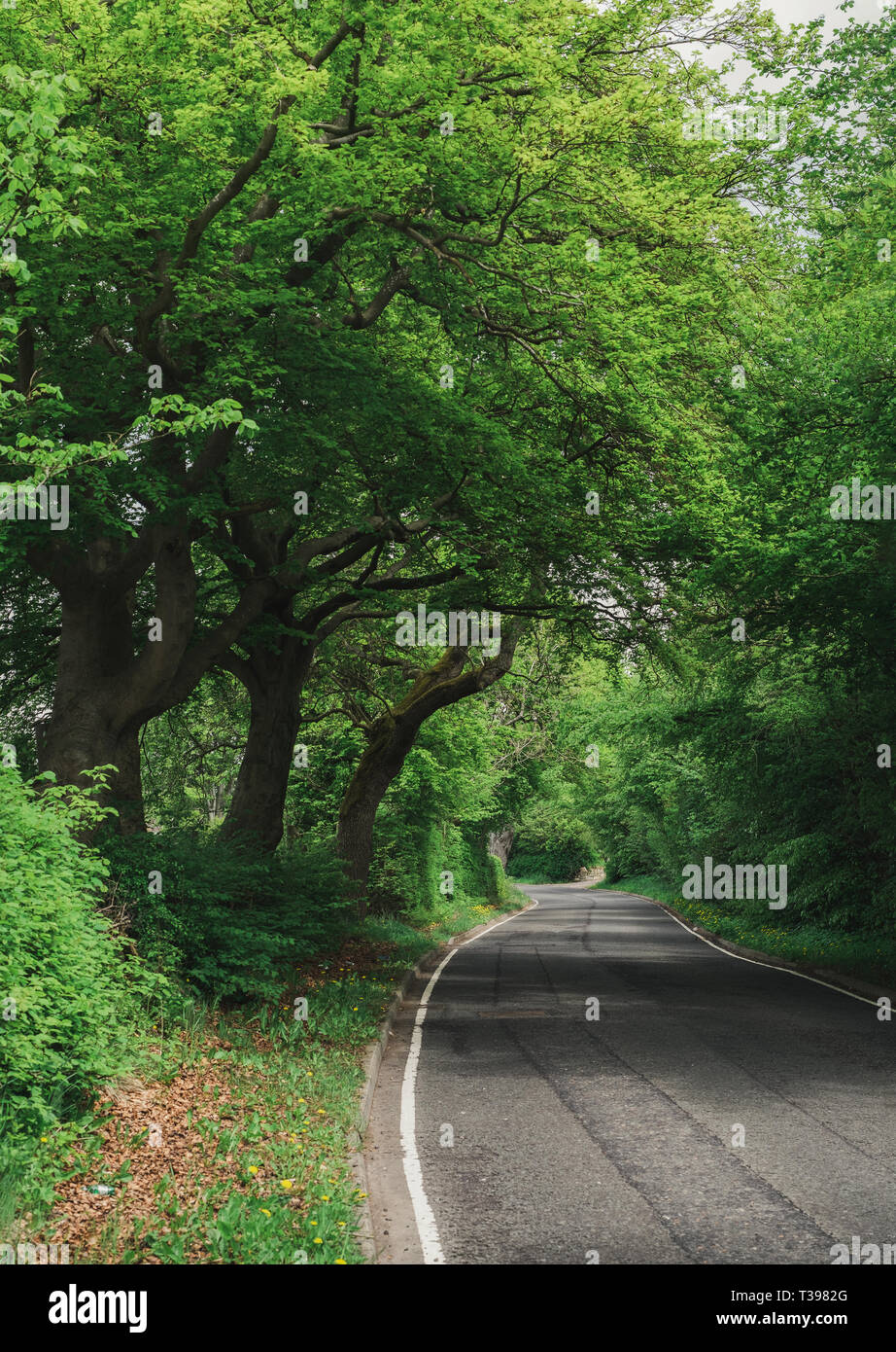 Summer country road big tree hi-res stock photography and images - Alamy