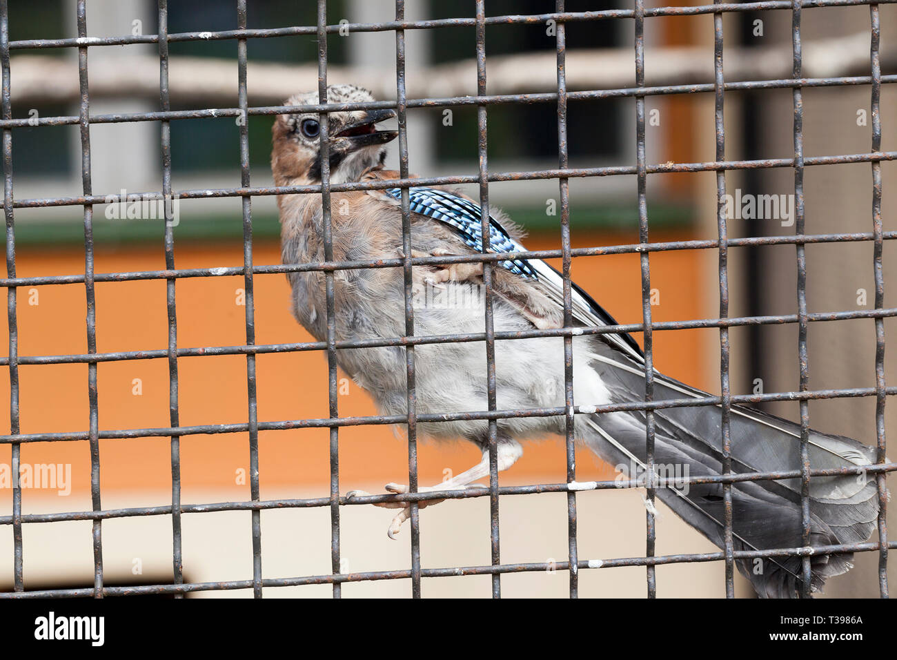 A caged bird that is shown to children at a zoo for study, close up ...