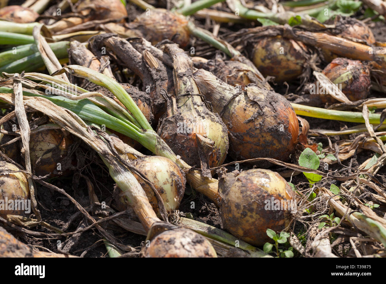 the onion harvest, which was recently dug out of the ground and left in ...