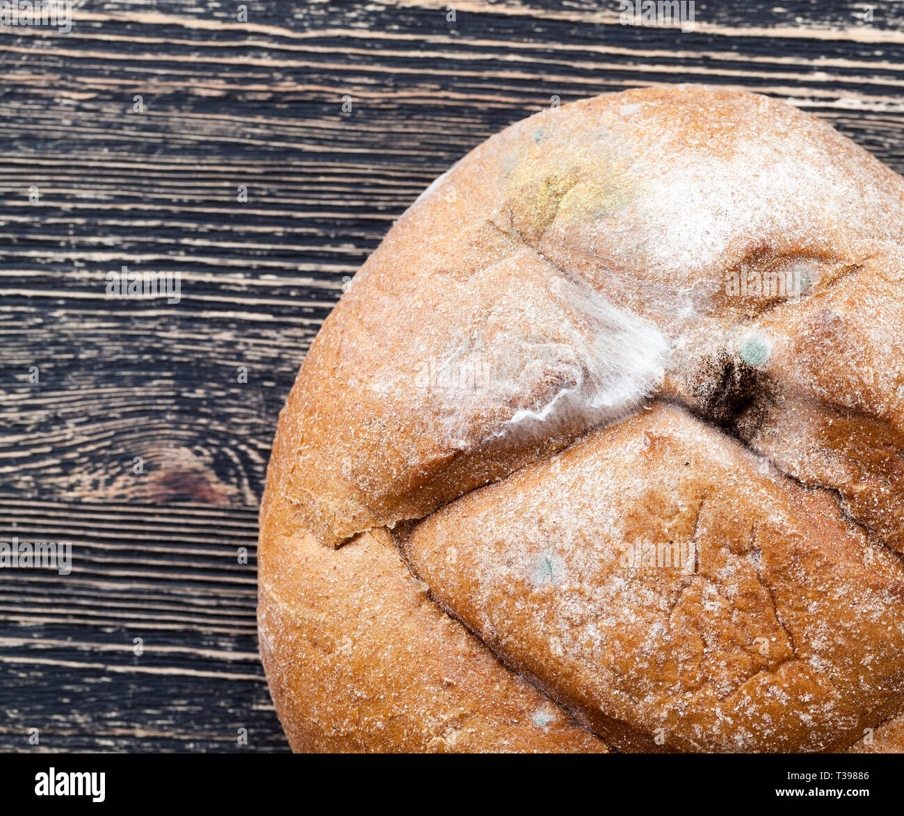 moldy, large round loaf of bread and spoiled food are life-threatening ...