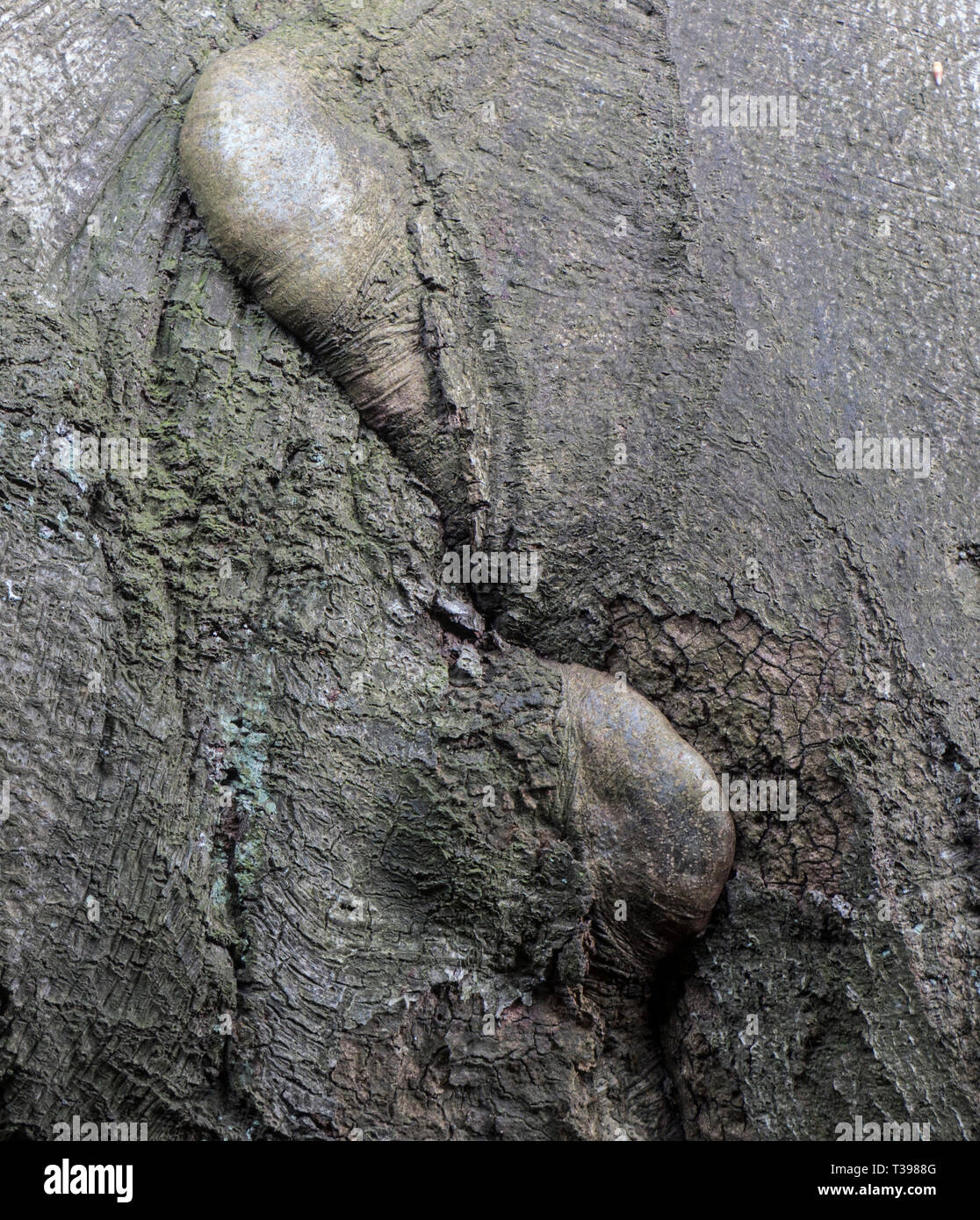 Tree outgrowth hi-res stock photography and images - Alamy