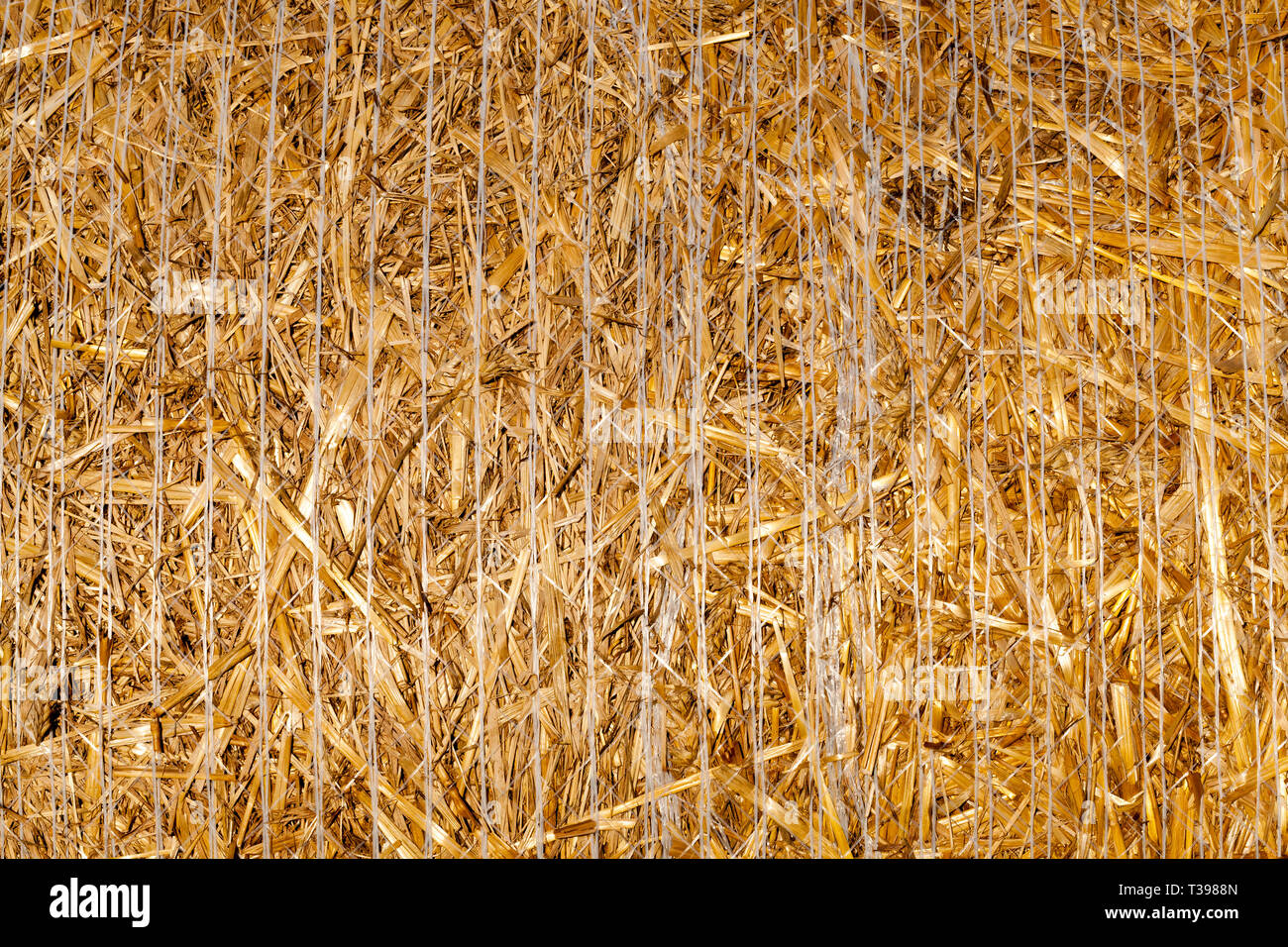 twisted tight stack of straw in a field after harvesting grain Stock ...