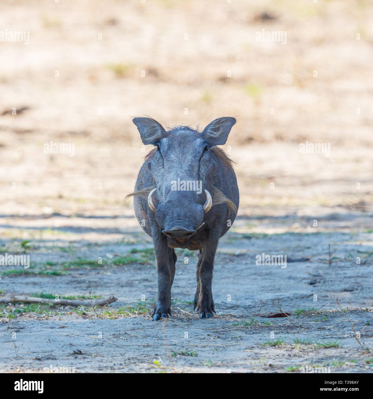 front view of natural warthog (phacochoerus aethiopicus) standing in ...