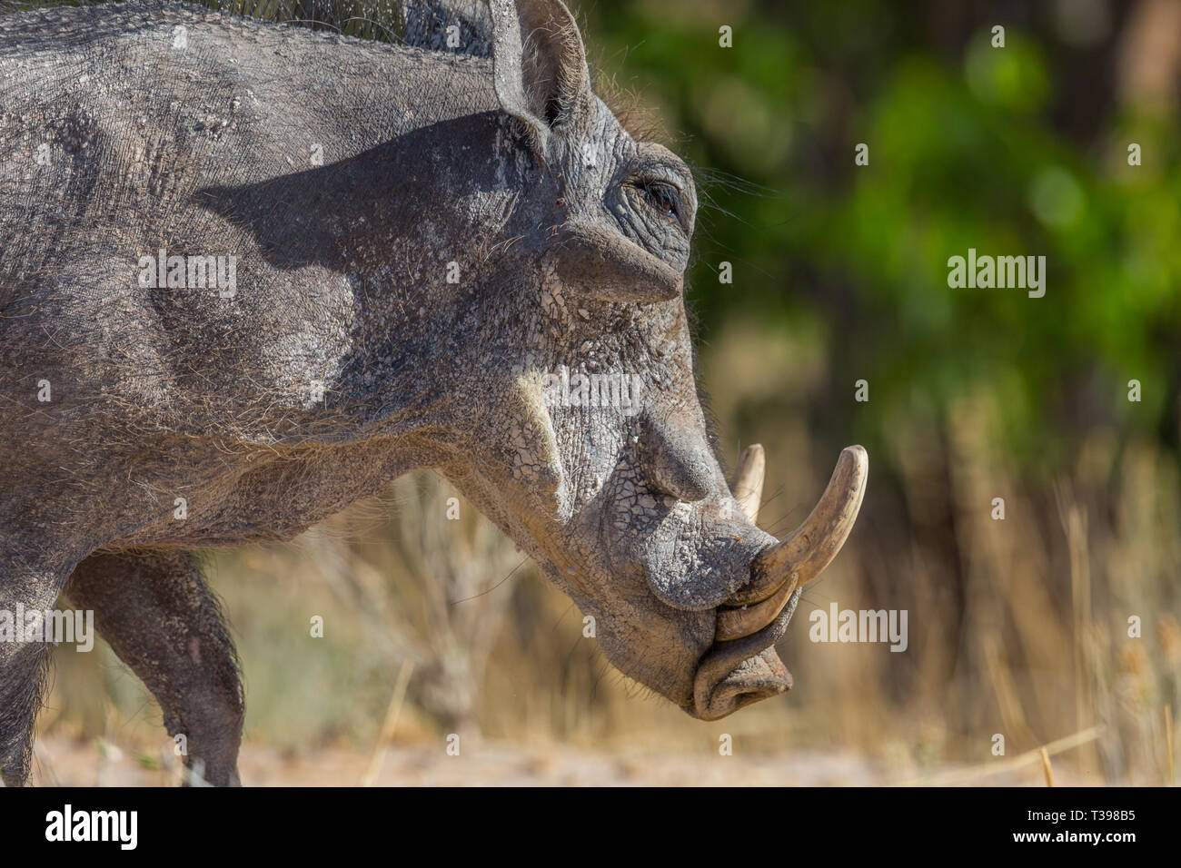 detailed side view portrait natural warthog (phacochoerus aethiopicus ...